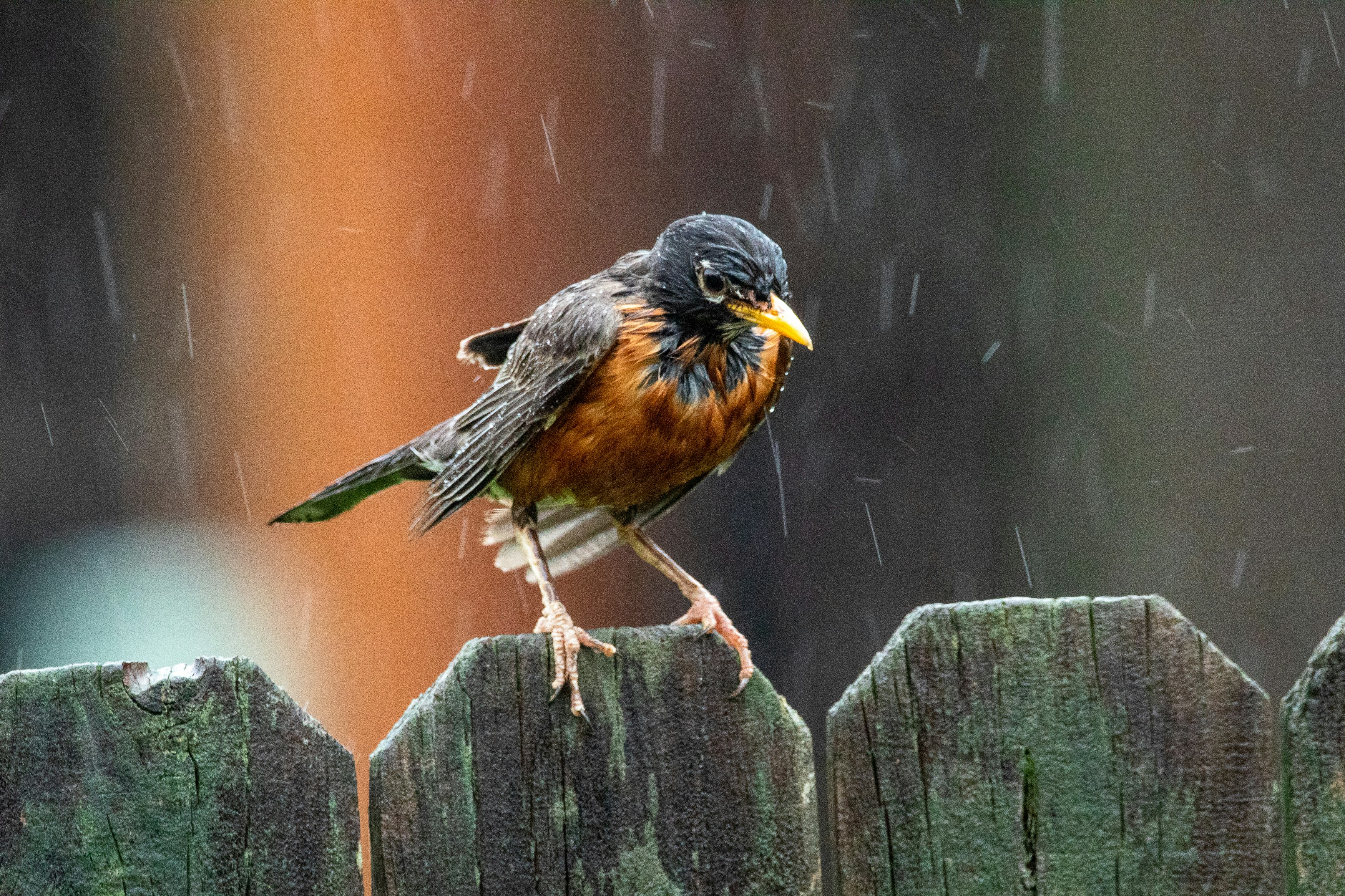 Robin perched on a wet fence during rainfall, feathers slightly ruffled.