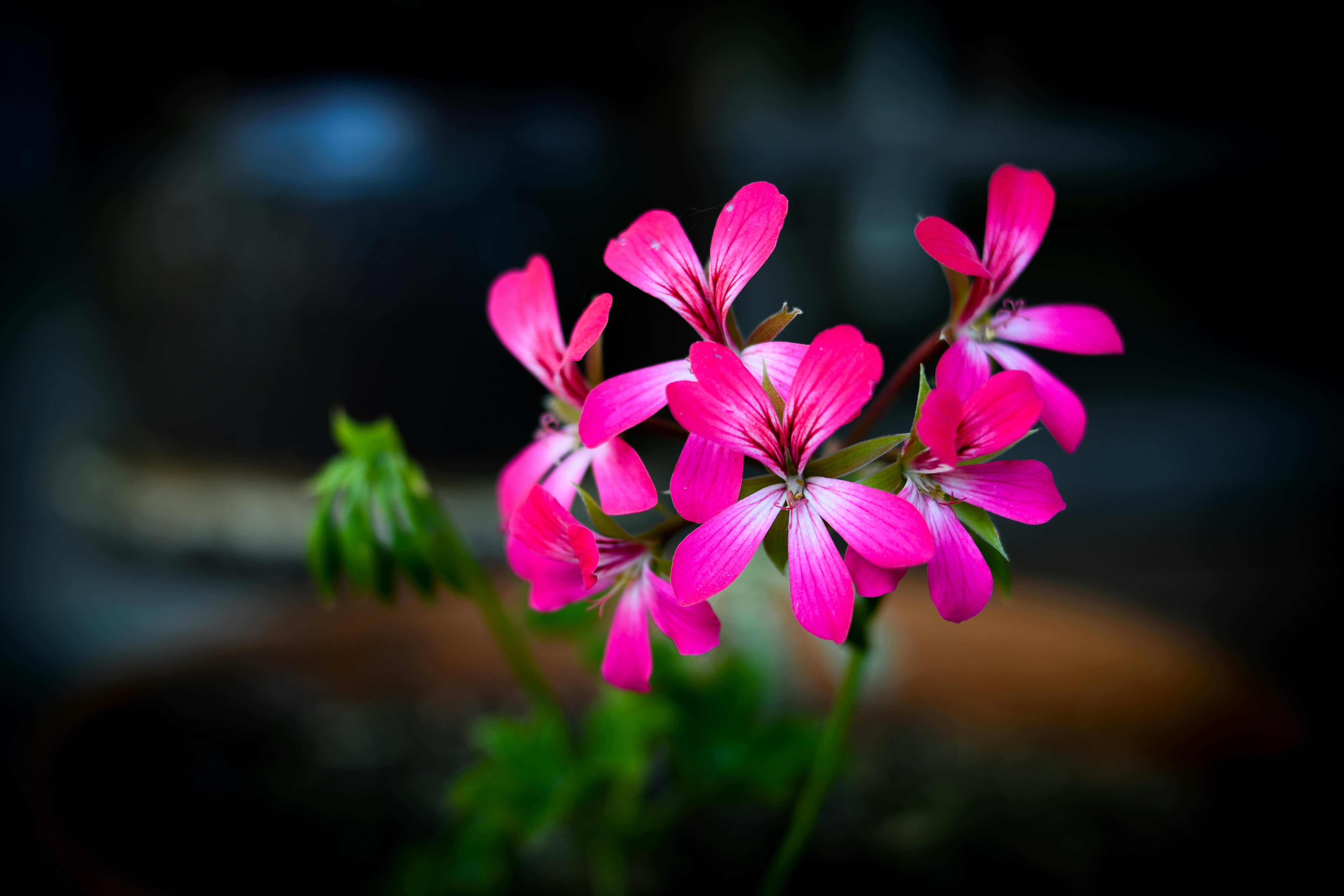 Flower And Plants Images | Best Flower Site