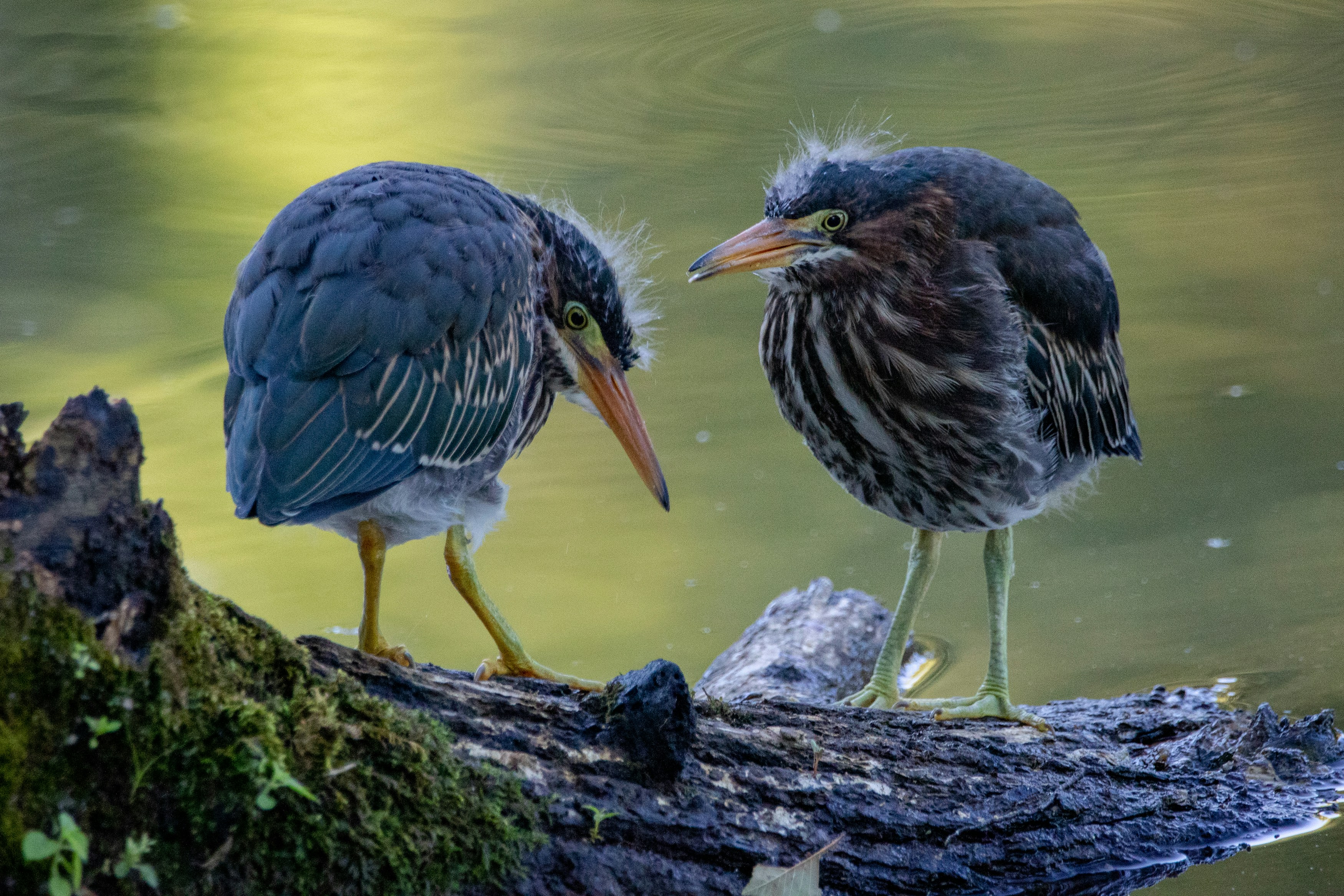 Verdant Standoff: Two Green Herons Perched on a Mossy Log