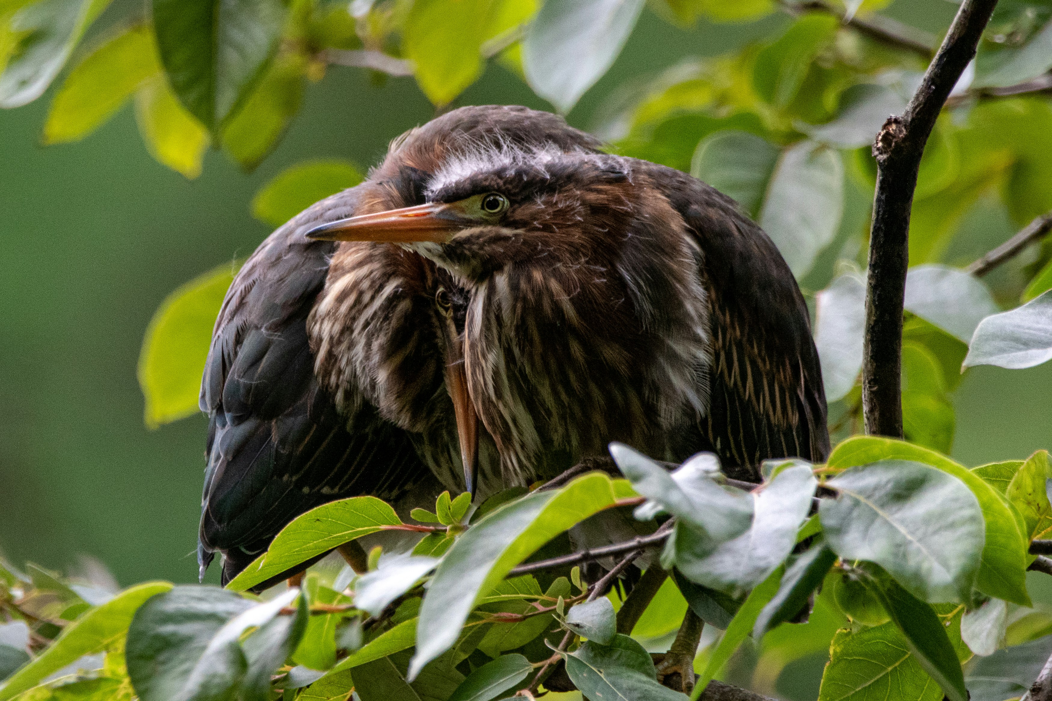 Verdant Quiet: A Perched Heron Observes from the Leafy Veil