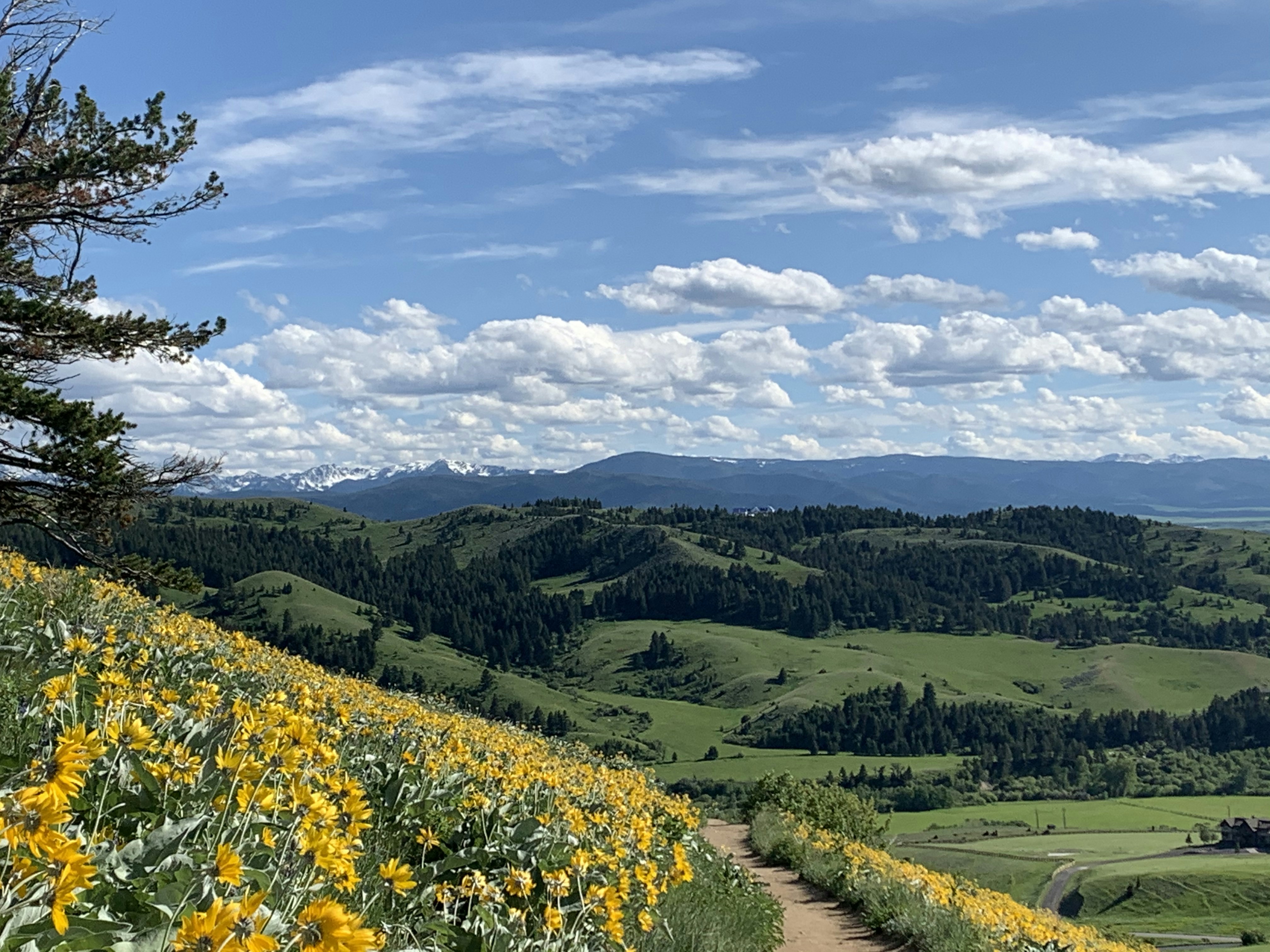 Spring view of the valley | a tree with a mountain in the background