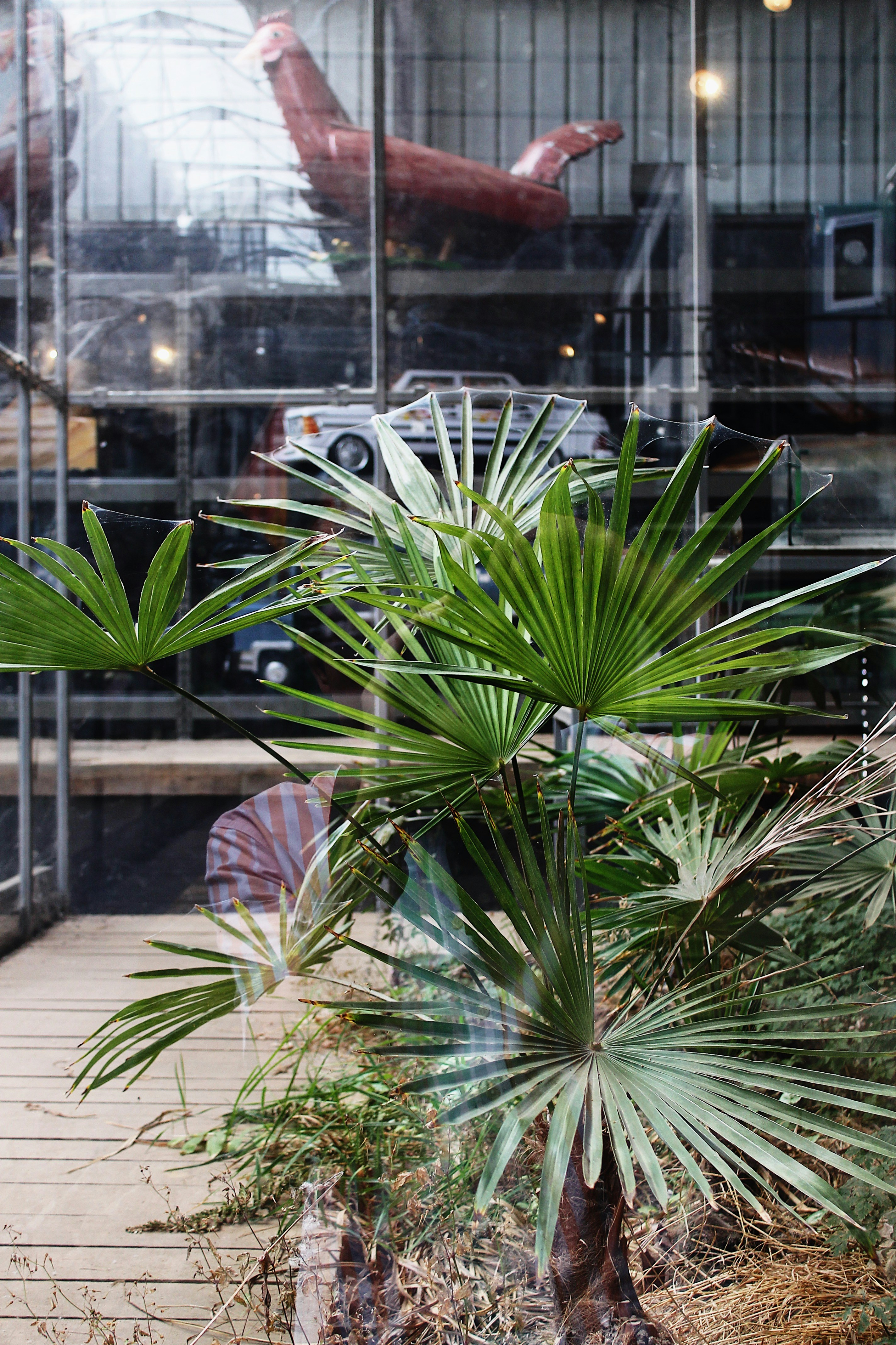 A lush palm plant in the foreground contrasts with industrial elements visible through a glass wall, showcasing the blend of nature and modern architecture.