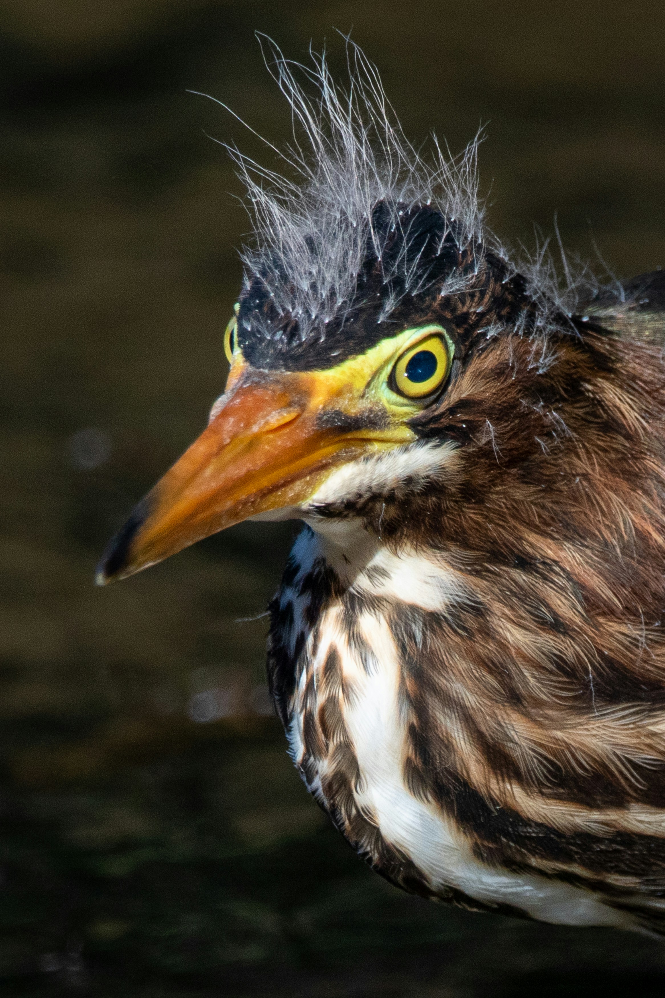 A close up of a green heron fledgling.