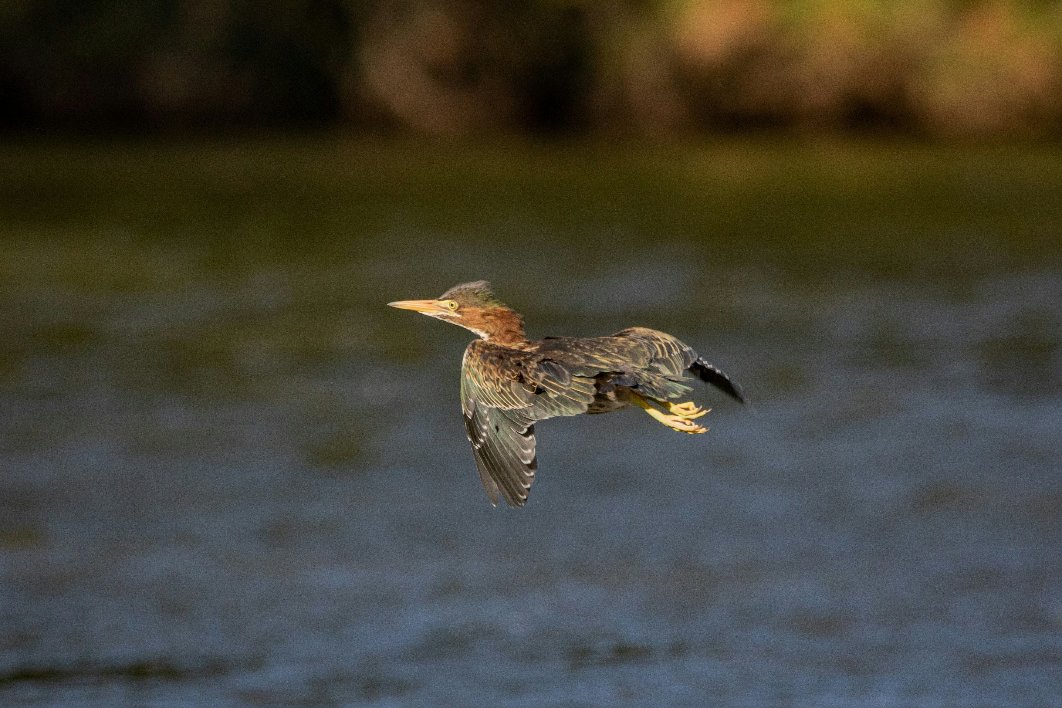 A heron gliding effortlessly over the shimmering surface of a tranquil river, showcasing its elegant wings in motion.
