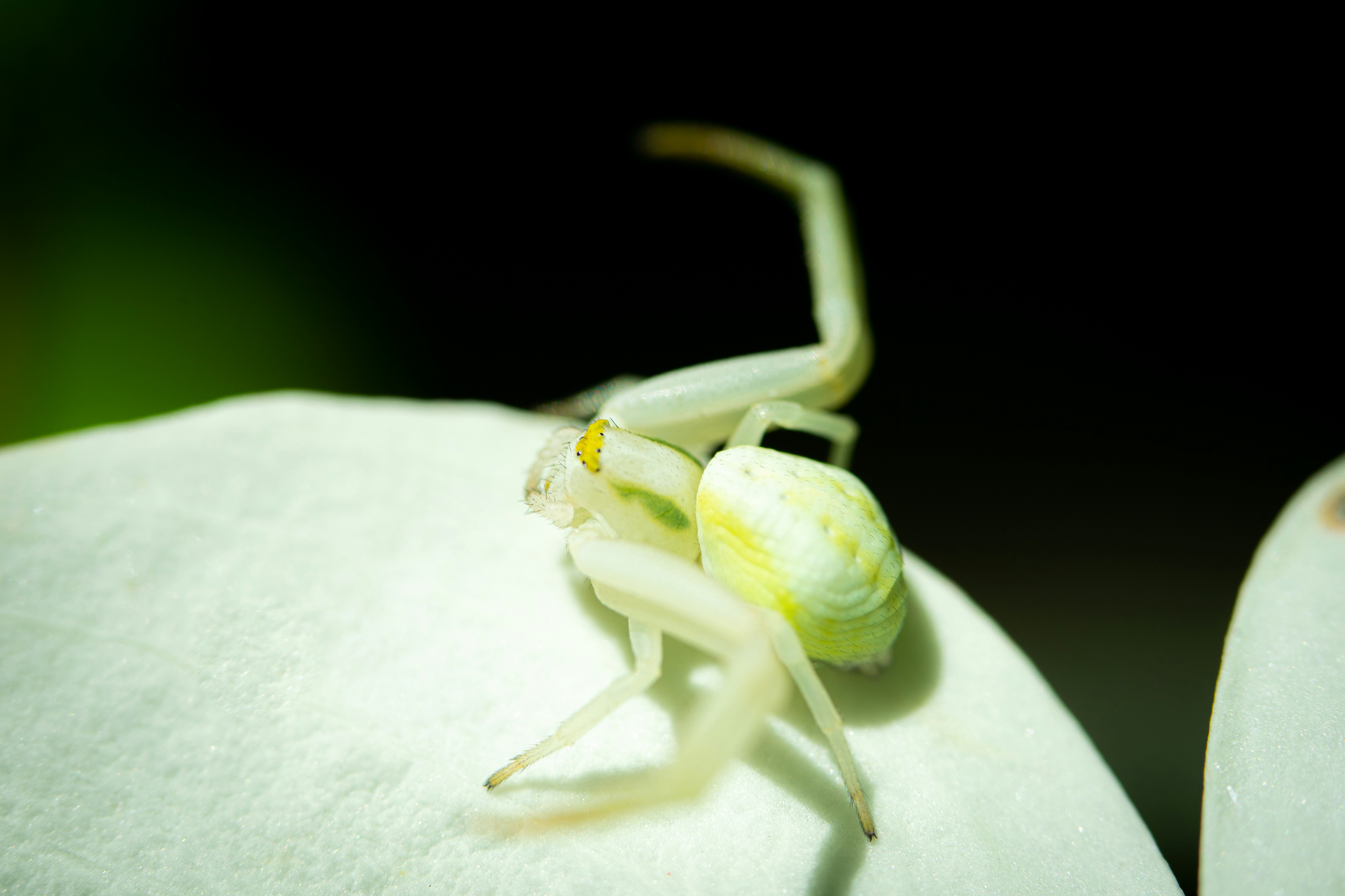 White spider on a flower