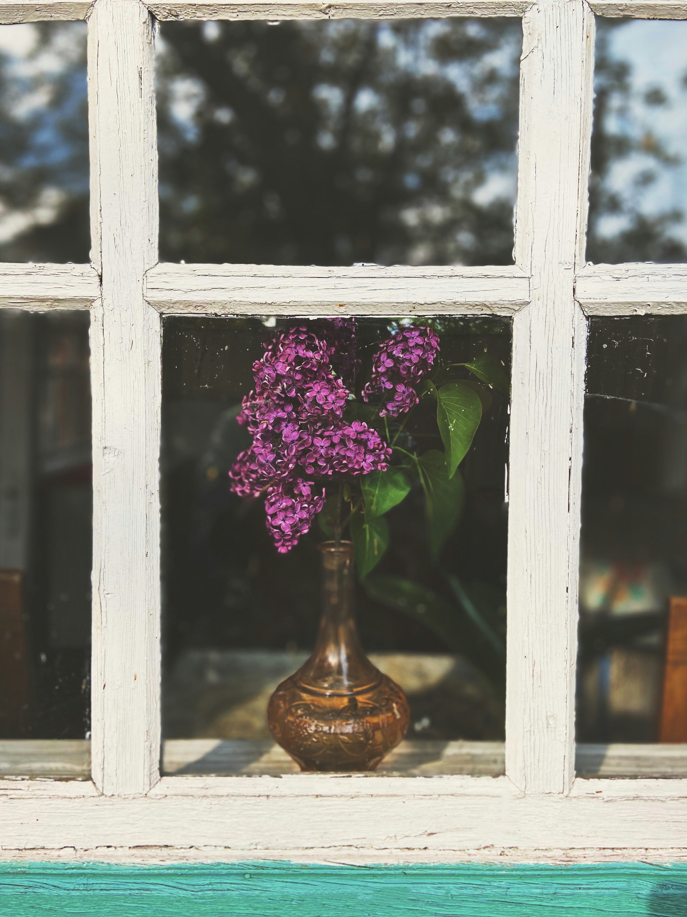 Lilac in the Glass Grid: a quiet bloom on a sunlit sill