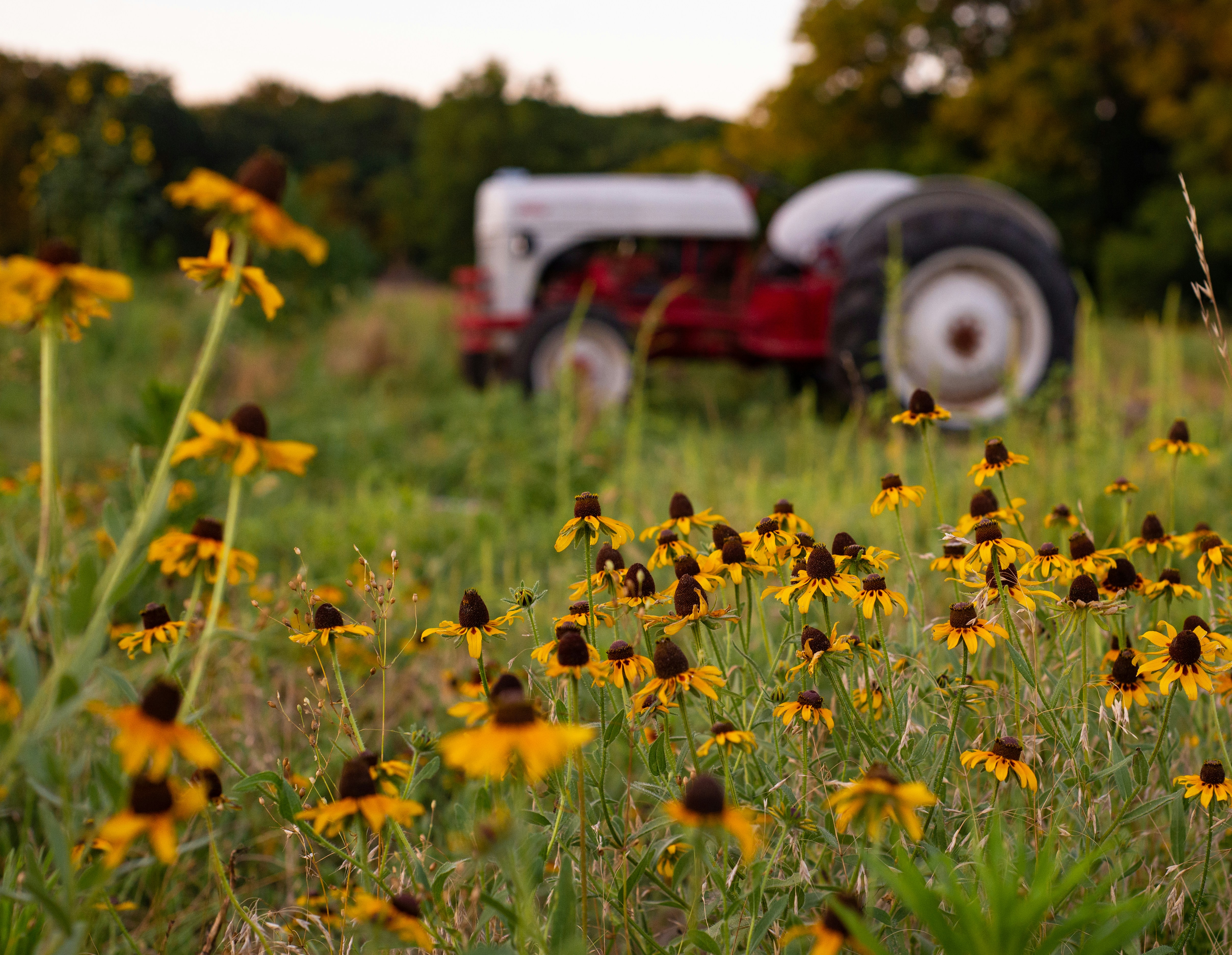 Low-Angle Rudbeckia Field Framed by a Distant Red Tractor