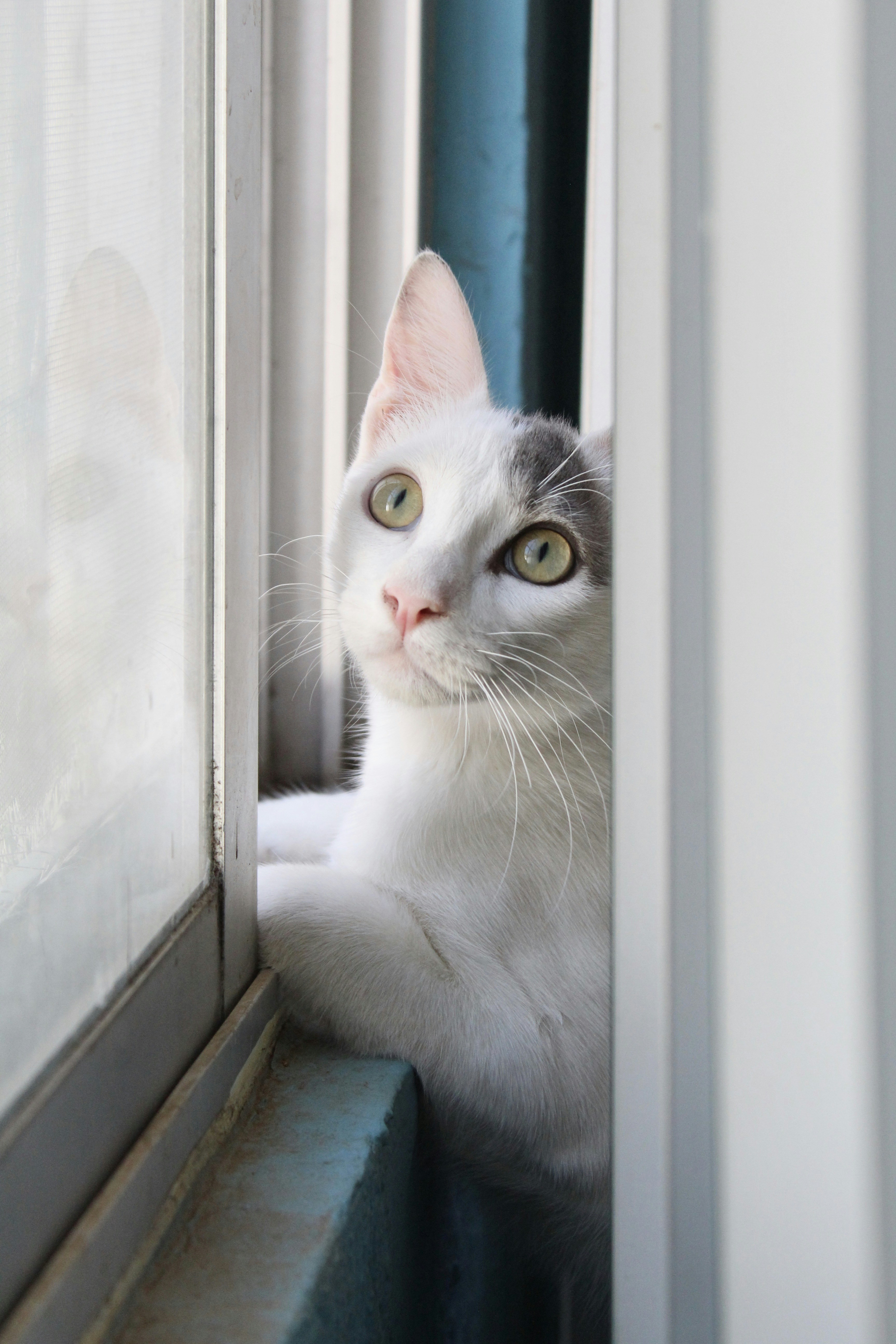 Curious white cat with gray markings peering through a window, framed by sunlight and shadows.
