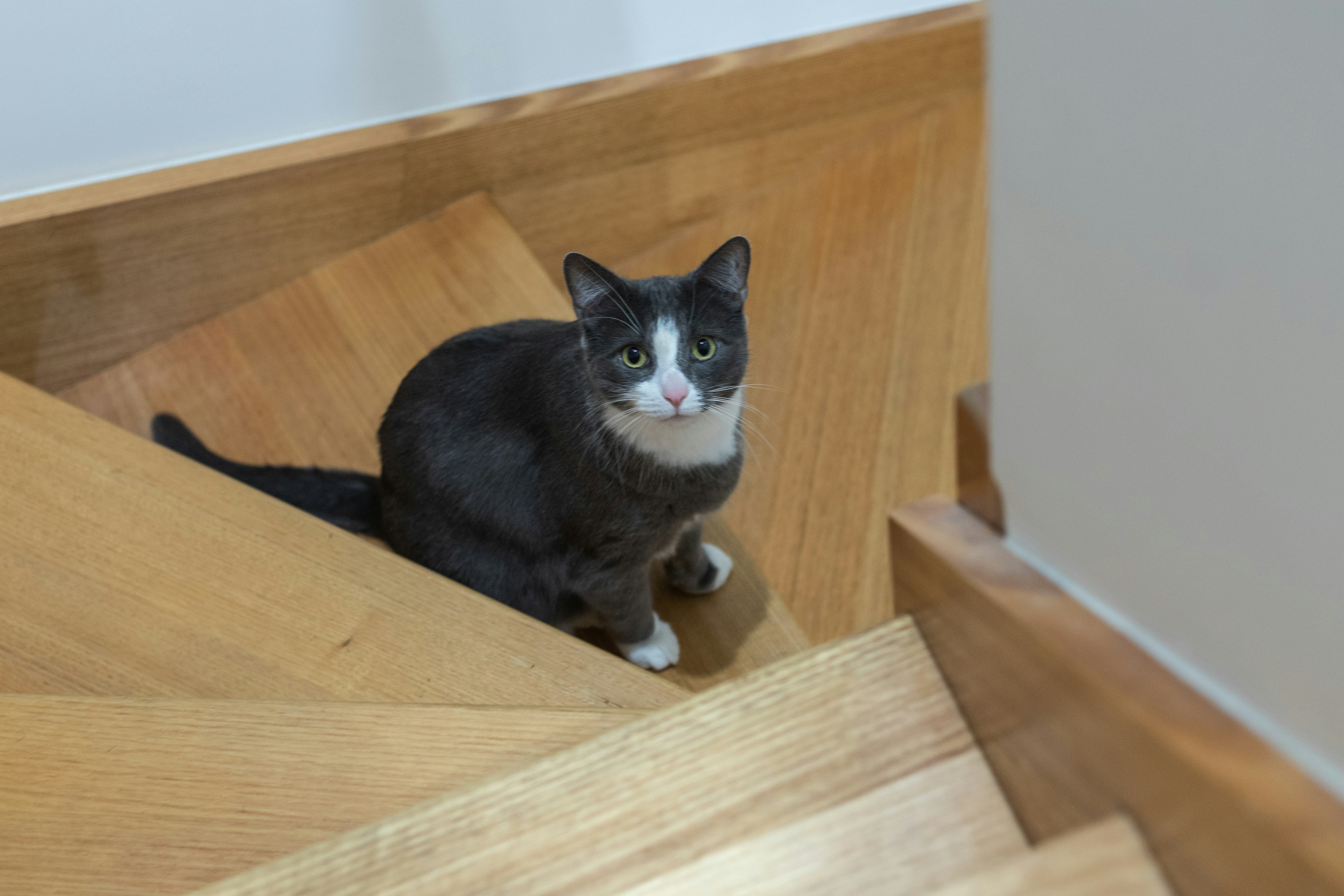 Whiskered Observer on a Sunlit Wooden Staircase