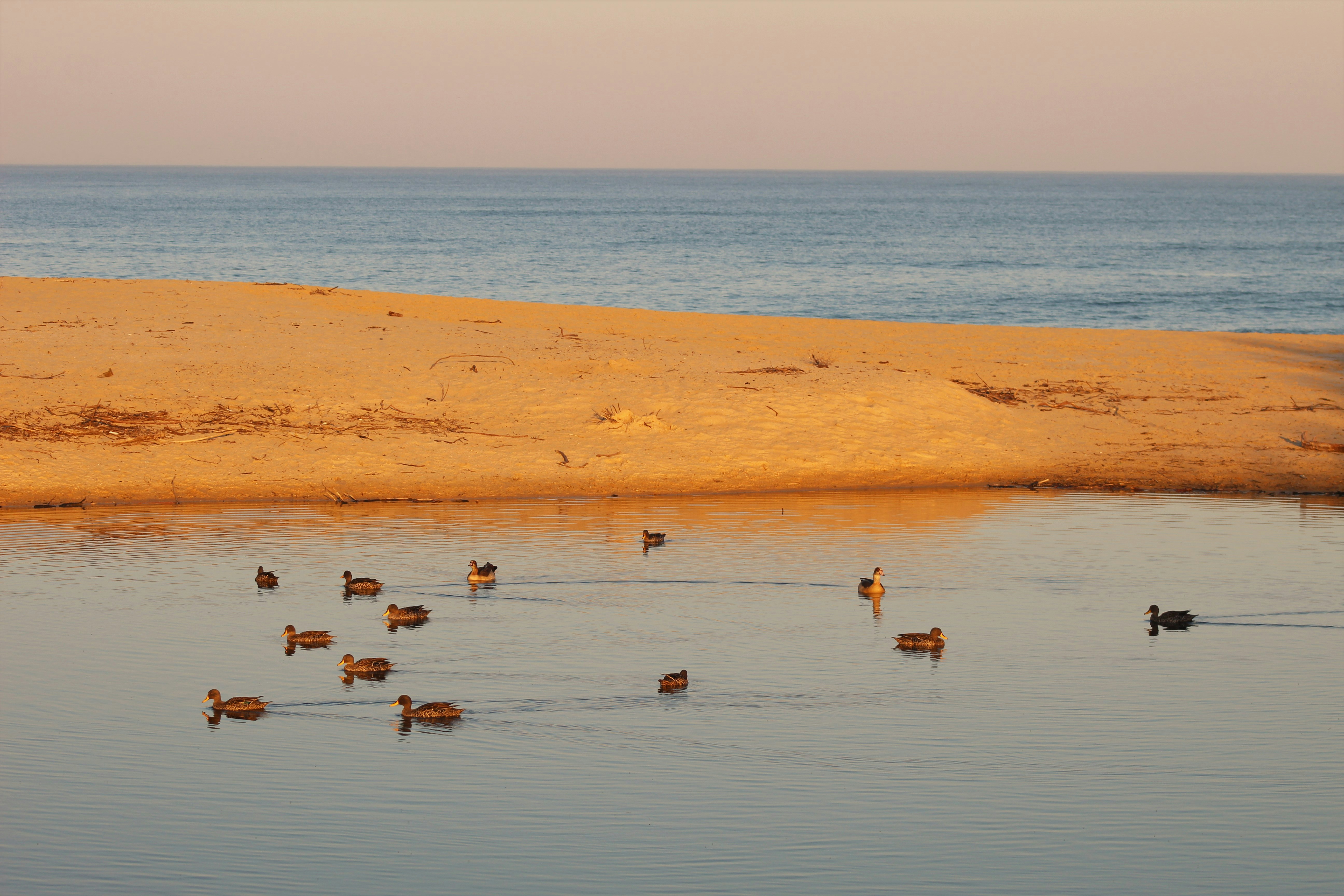 Dusk on the Sandbar: A Flock of Ducks Drift Across Calm Coastal Water