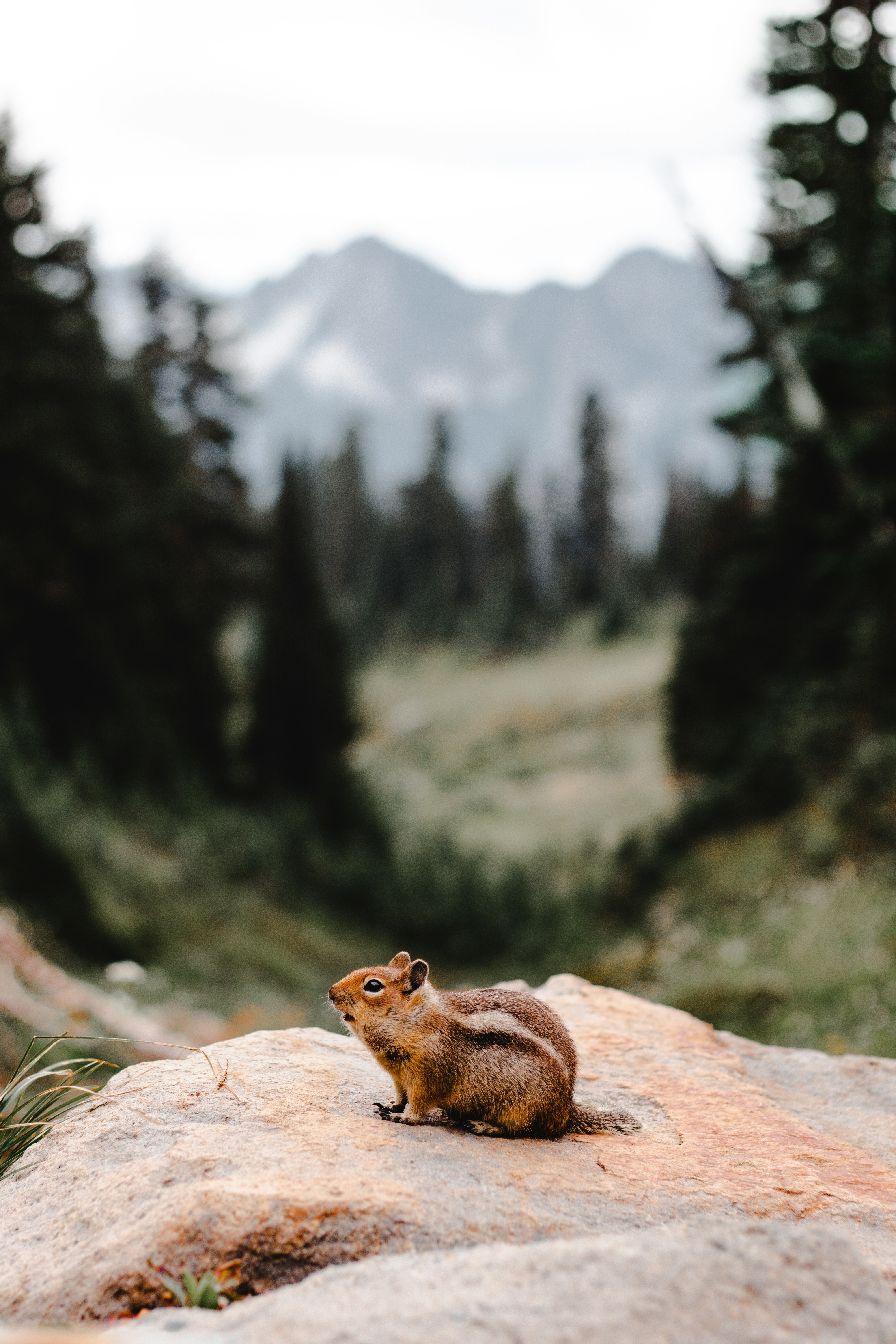 Alpine Marmot on a Sunlit Granite Outcrop Beneath Distant Peaks