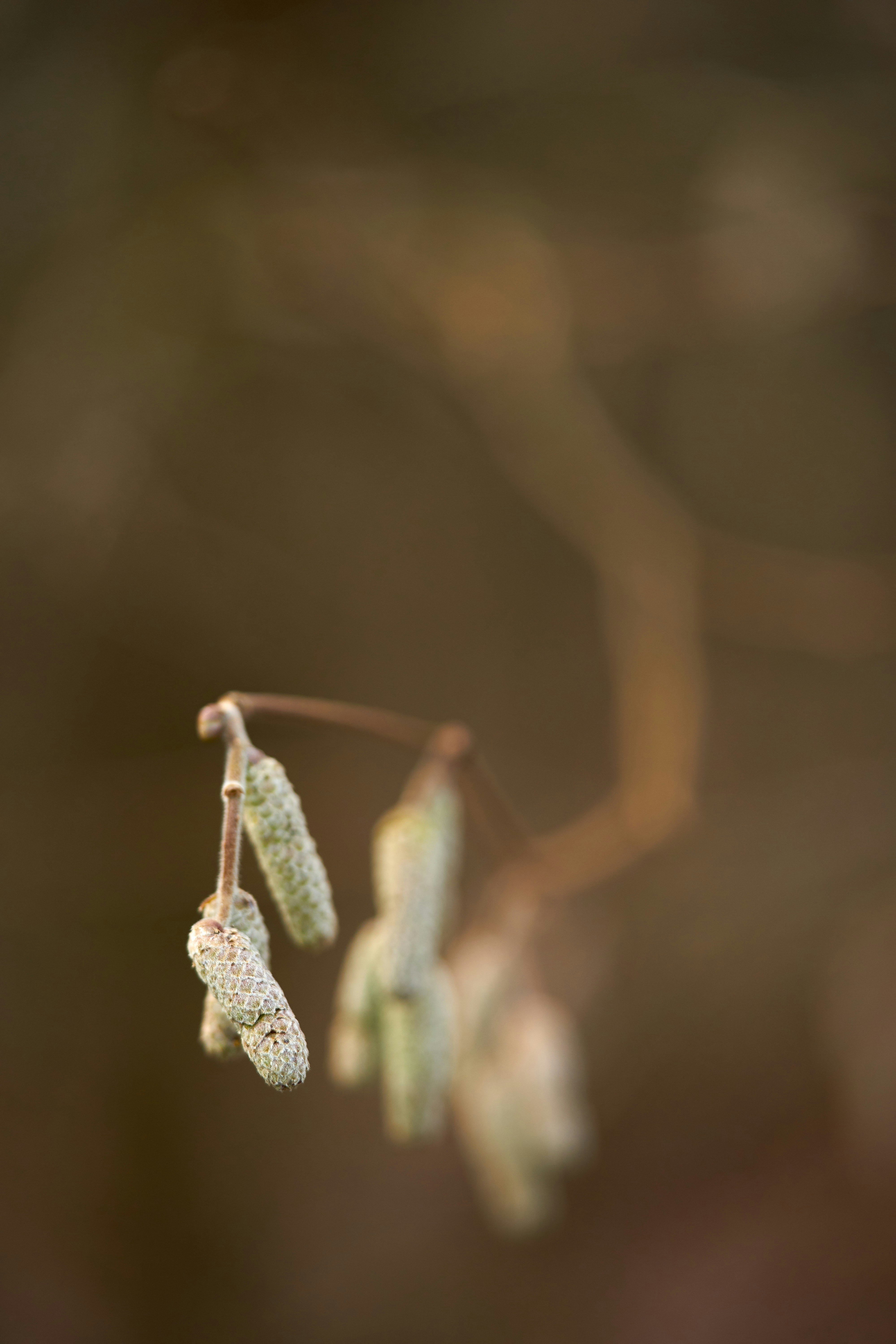 Green praying mantis on brown stem in close up photography during ...