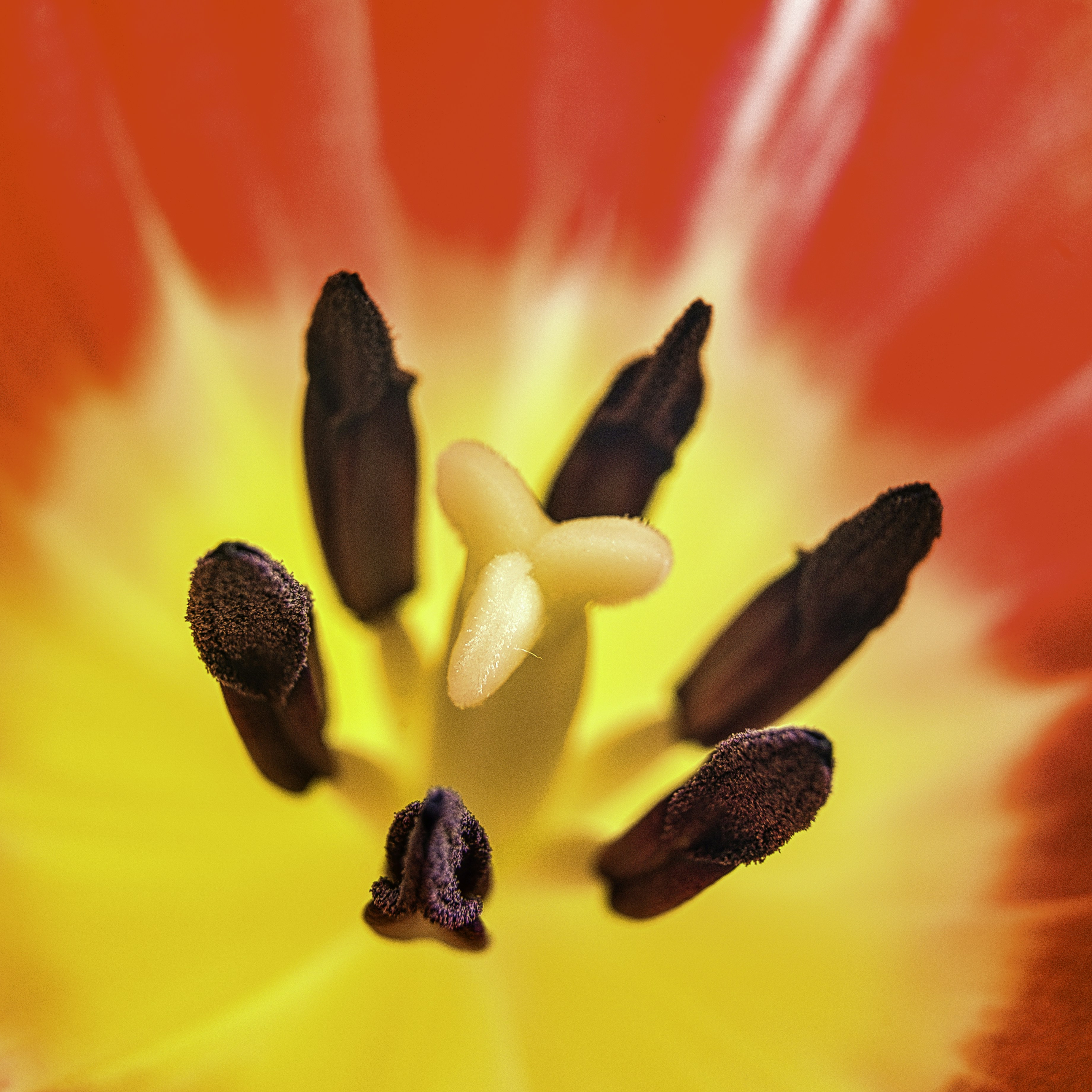 Close-up view of a tulip's reproductive structures, showcasing vibrant colors and intricate details. The focus highlights the contrast between the yellow center and surrounding dark stamens.