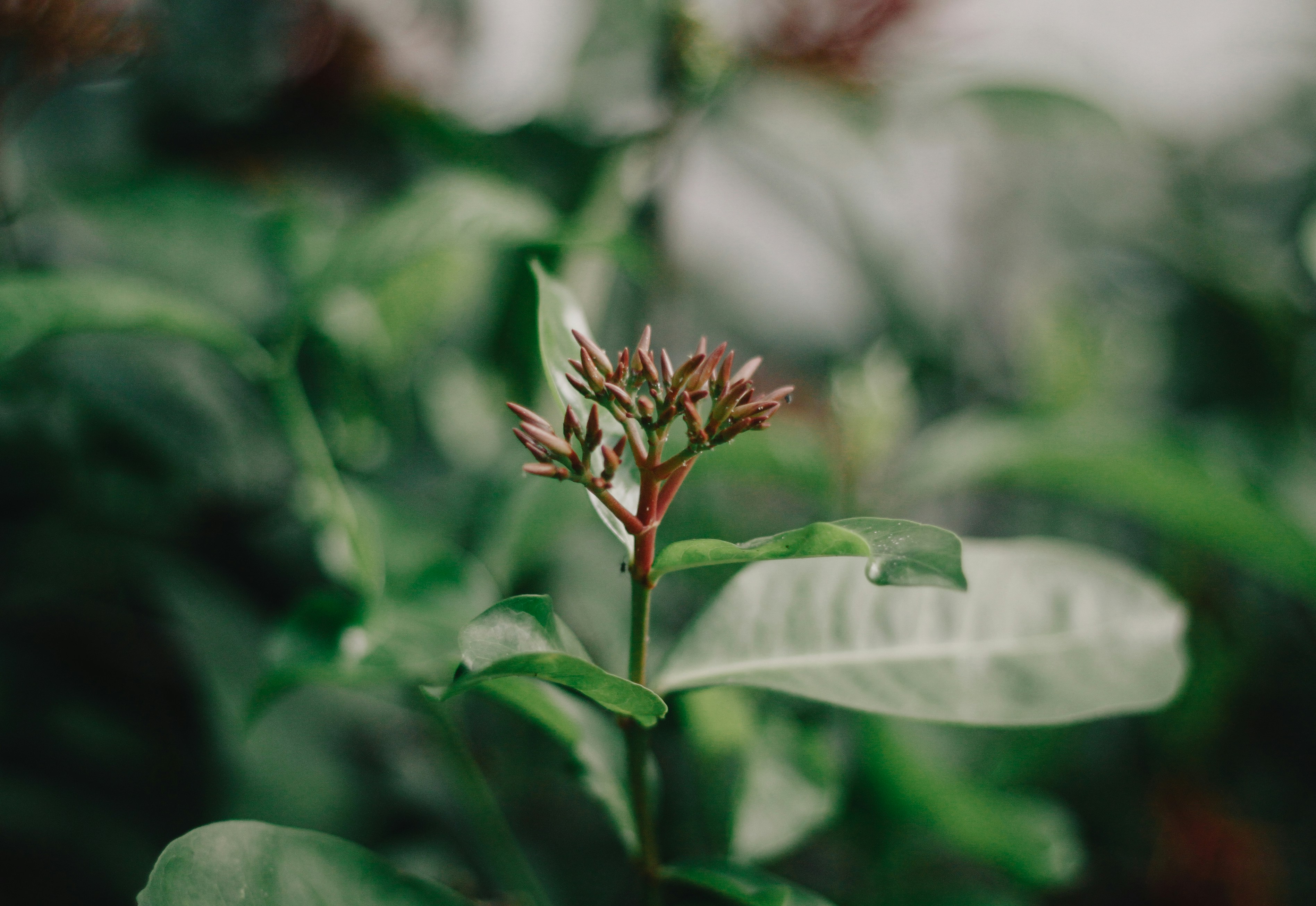 Plante rouge et verte dans une lentille à bascule photo – Photo ...