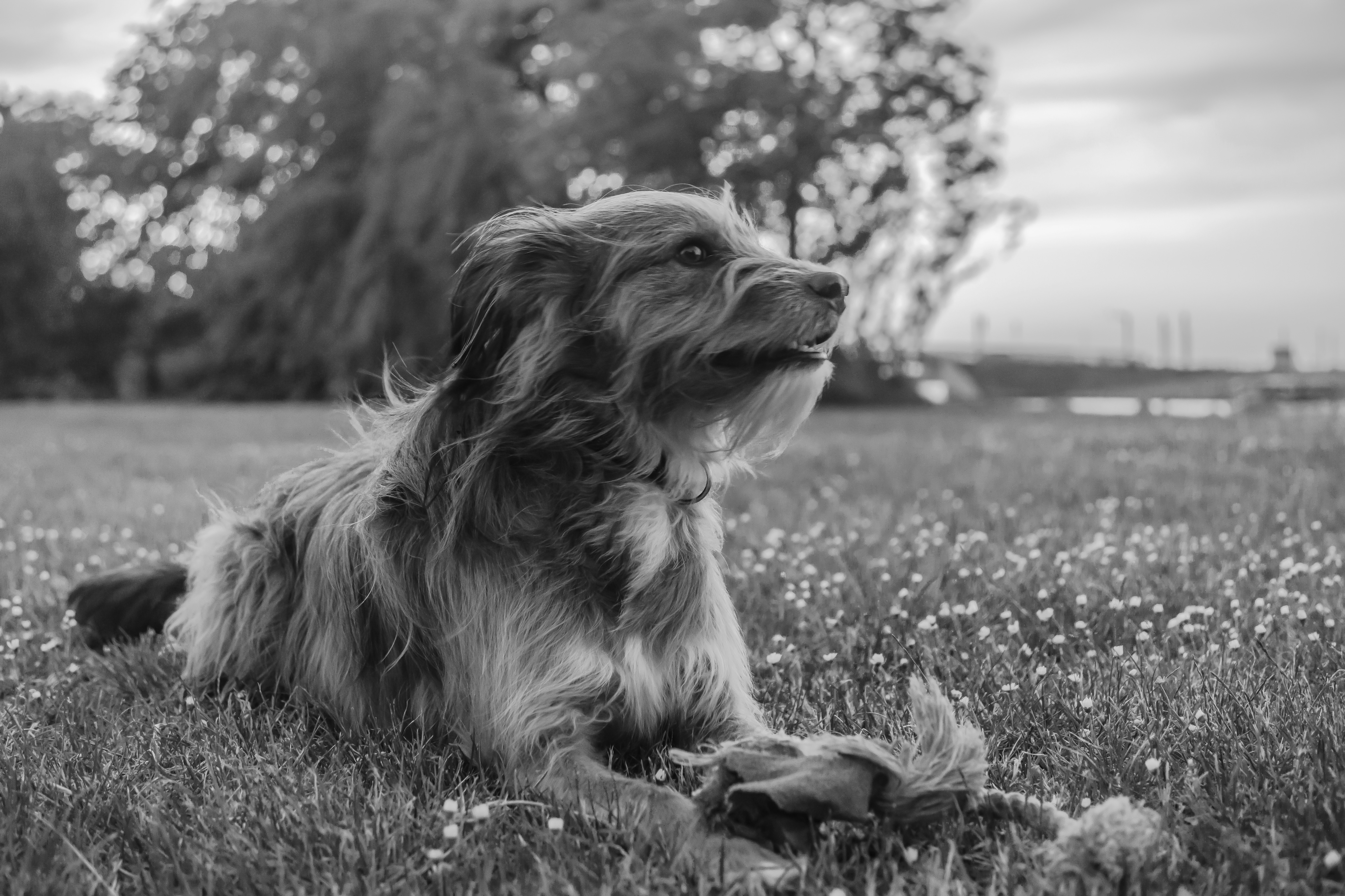 Grayscale photo of long coated dog on grass field photo – Free ...