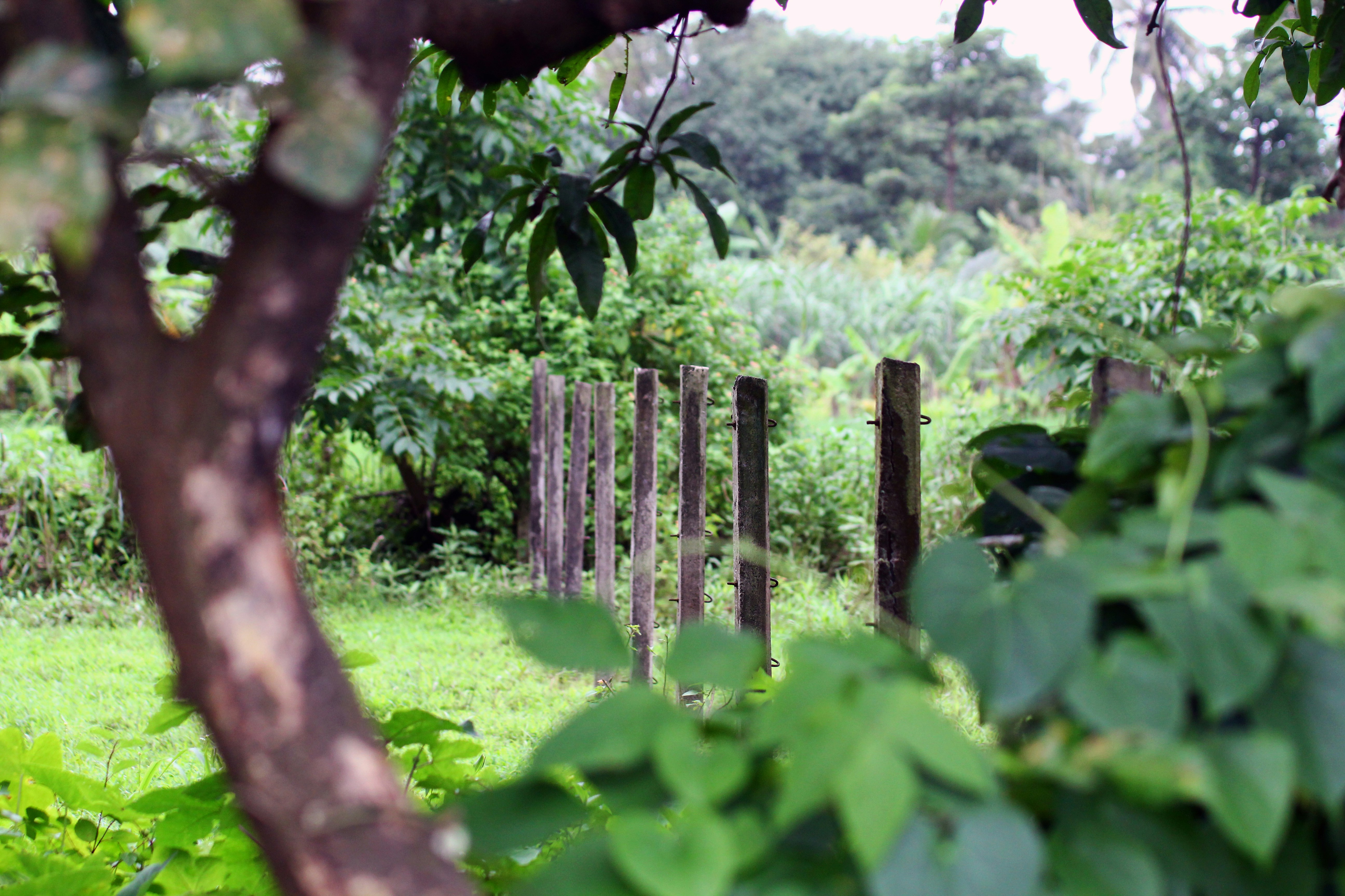 Lush green foliage with wooden posts receding into a dense forest.