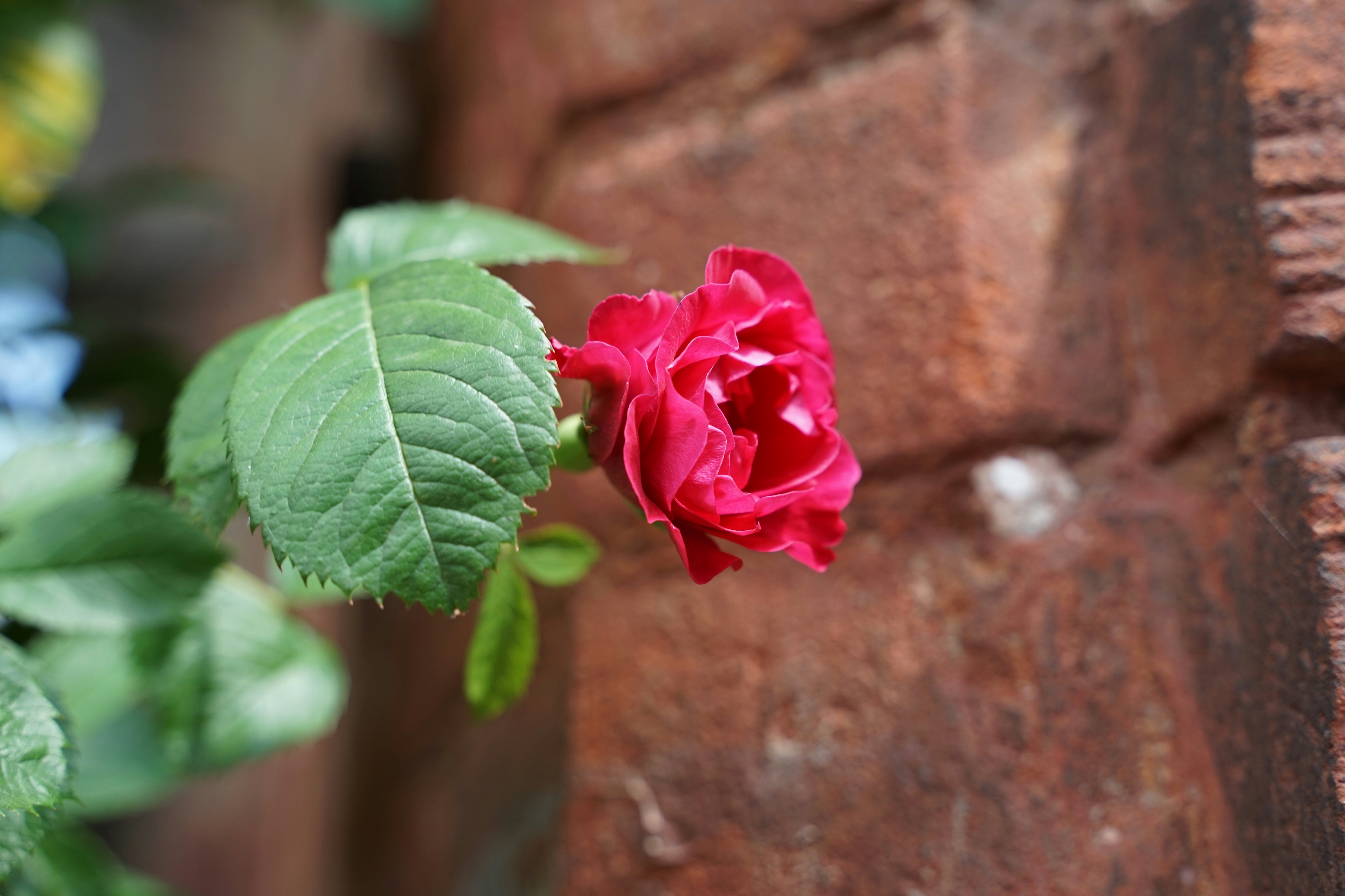 Crimson Rose Framed by Weathered Brick