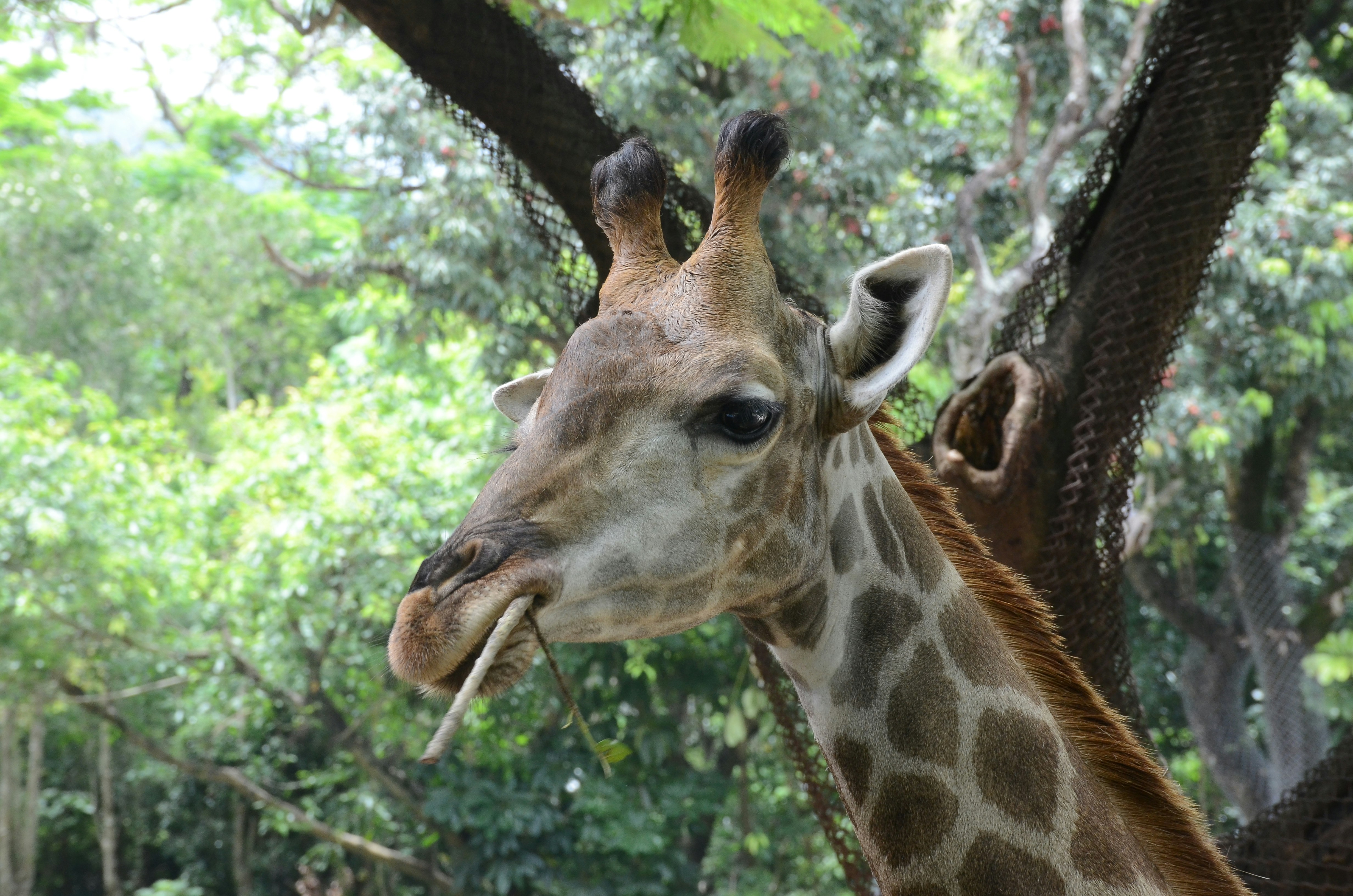 giraffe