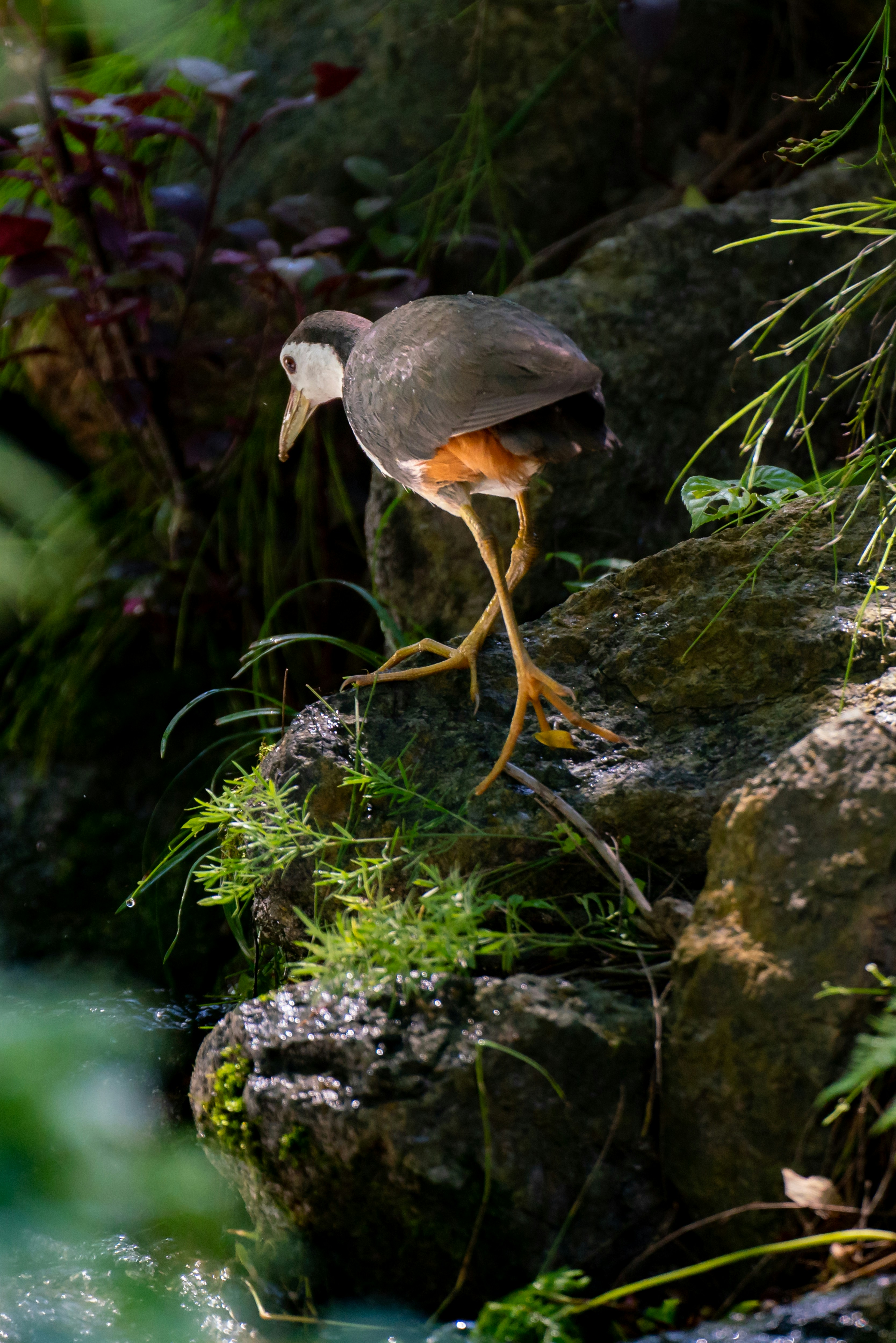 A waterbird delicately balances on a moss-covered rock near a stream, showcasing its elegant posture and vibrant plumage.