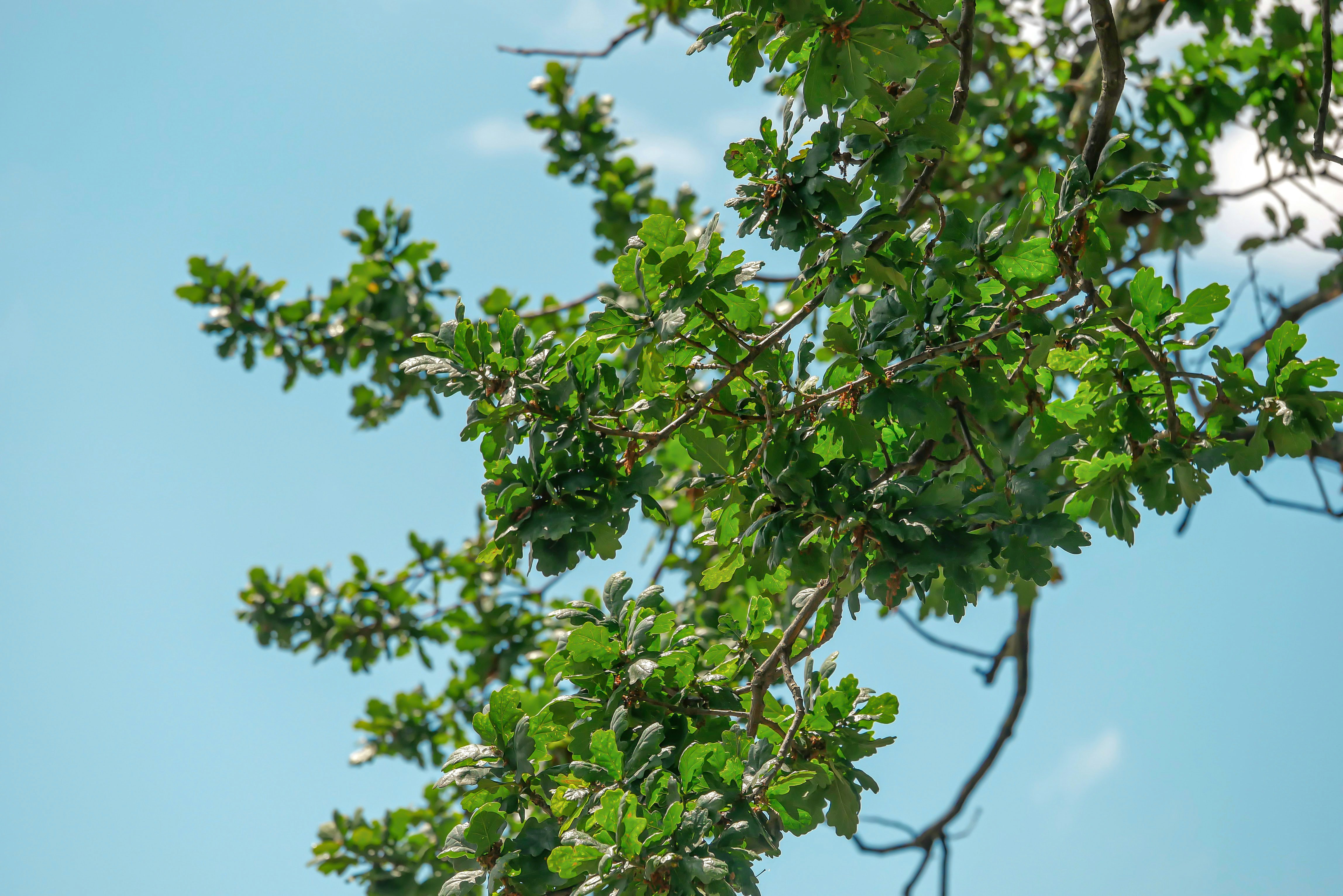 Lush green foliage stretches across a clear blue sky, showcasing the intricate patterns of leaves and branches.
