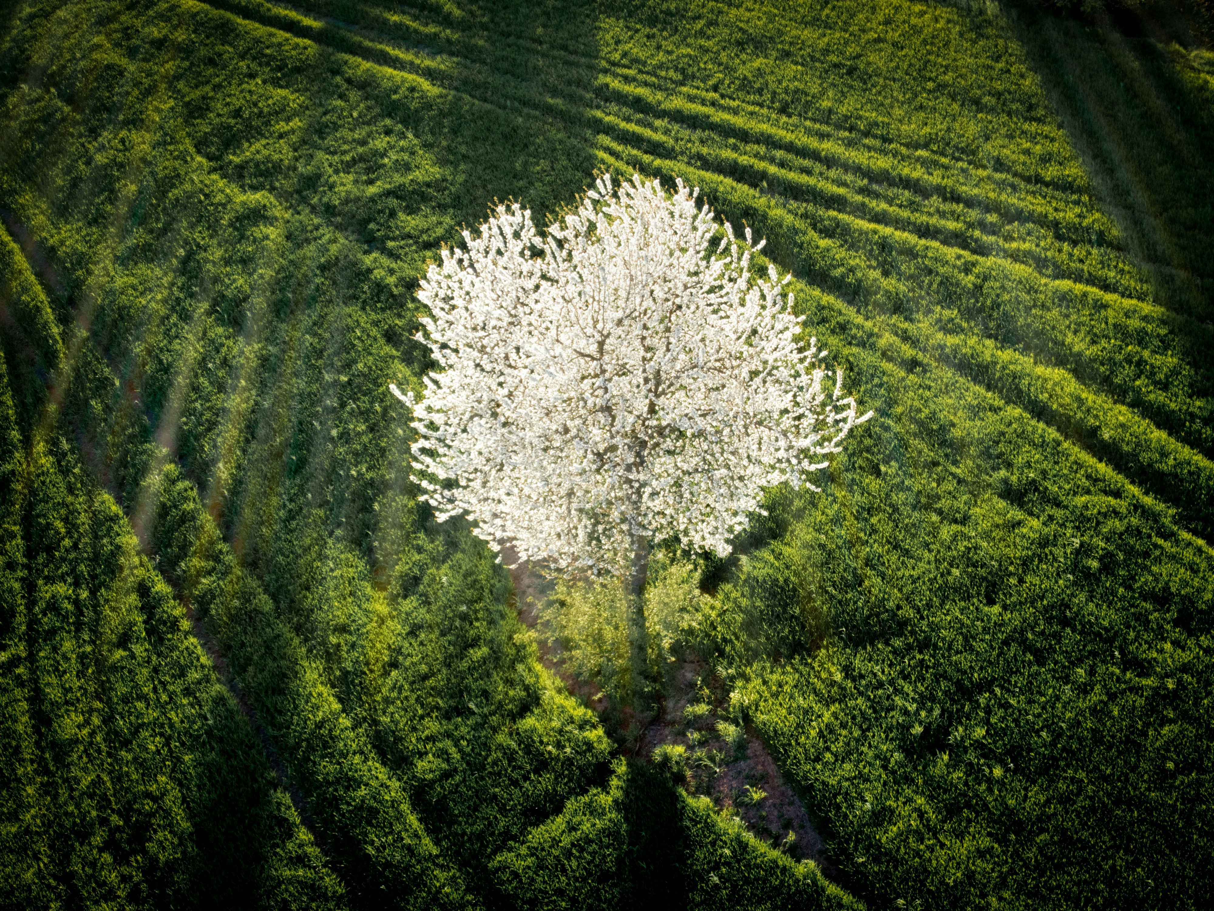 Isolated Blossom in a Sea of Green Terraces