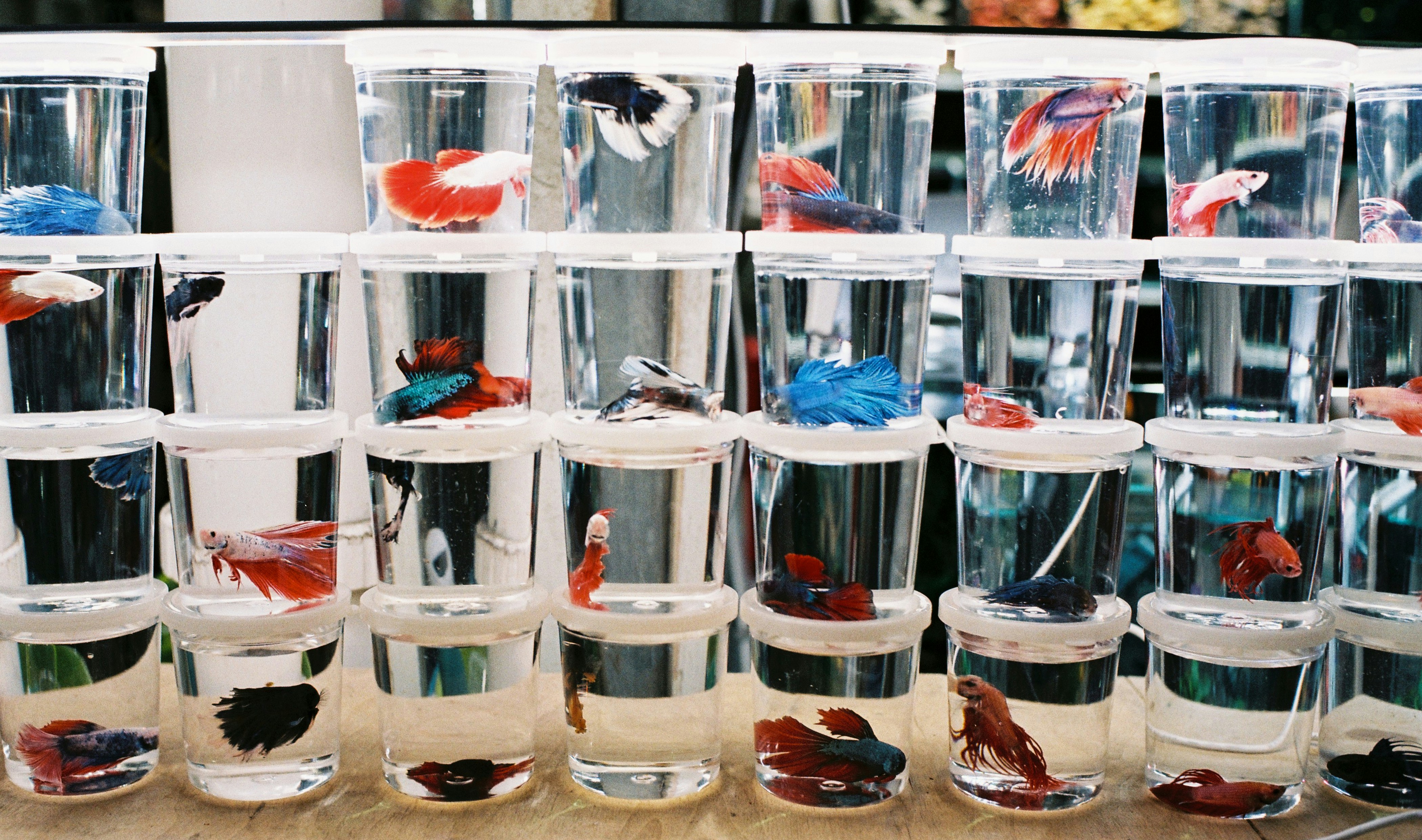 Rows of transparent cups filled with vibrant betta fish, showcasing various colors and patterns against a blurred background.