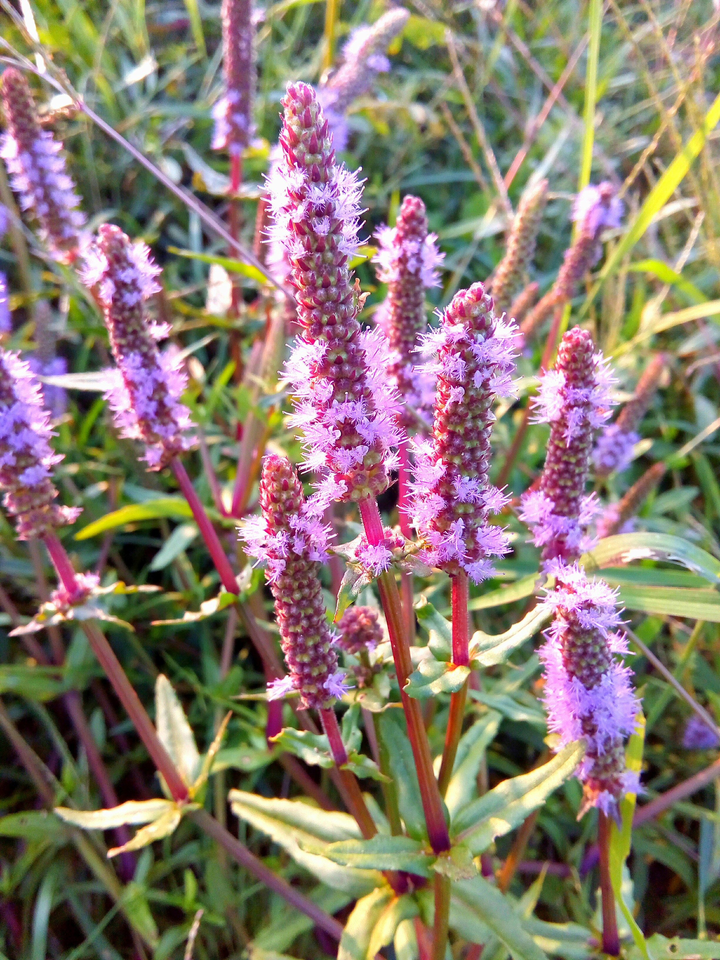 বাংলাদেশের জমিতে জন্মানো ফুল, Please visit my website for more info. https://asadpurbajar.blogspot.com/ A beautiful flower grow in land of Bangladesh. নাম জানা নেই, যদি কেউ জানাতে অবশ্যই জানাবেন। I Don't know the name, if you know it so Don't forget to tell me.
