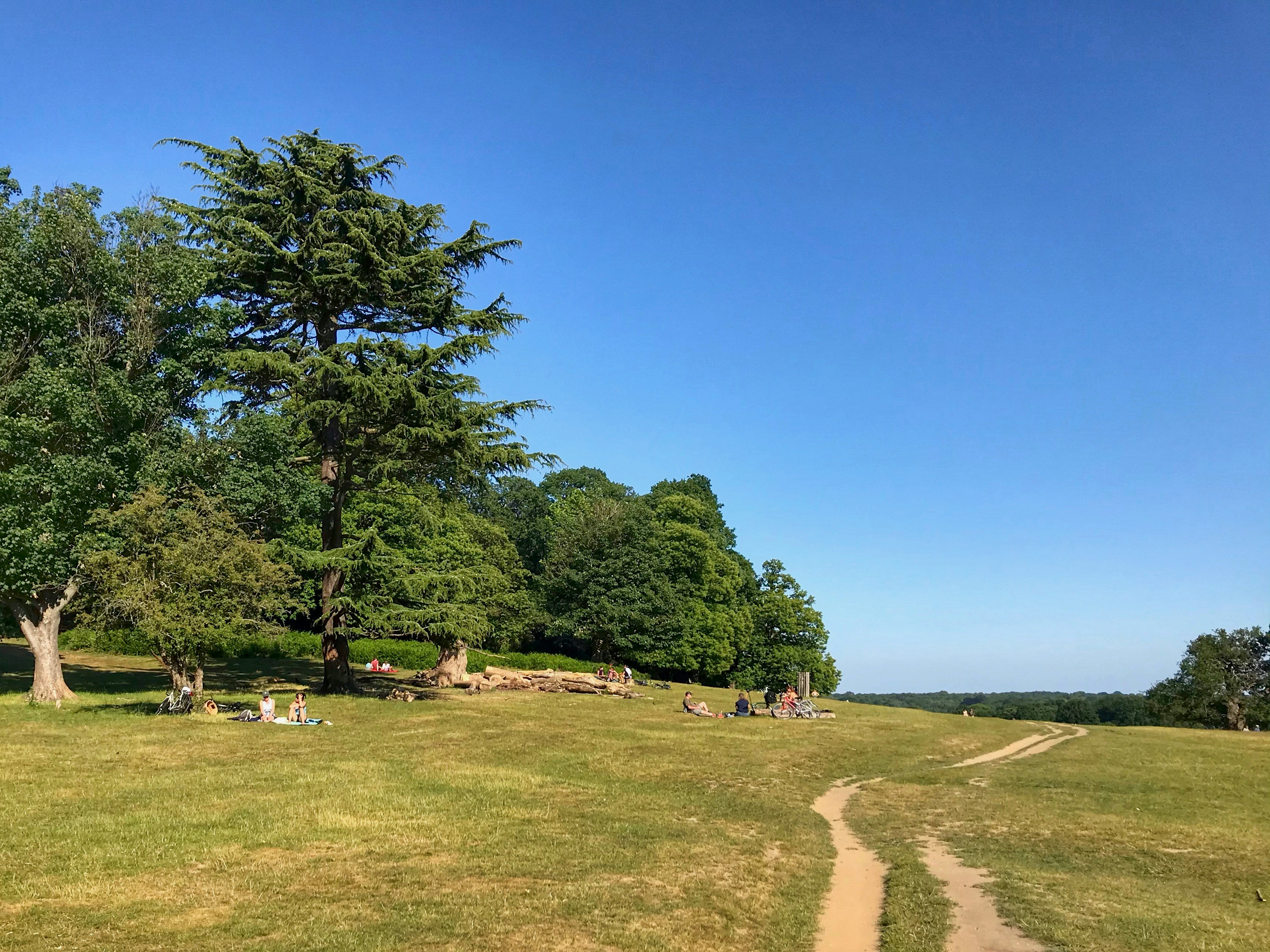 Richmond Park Pictures | Download Free Images on Unsplash