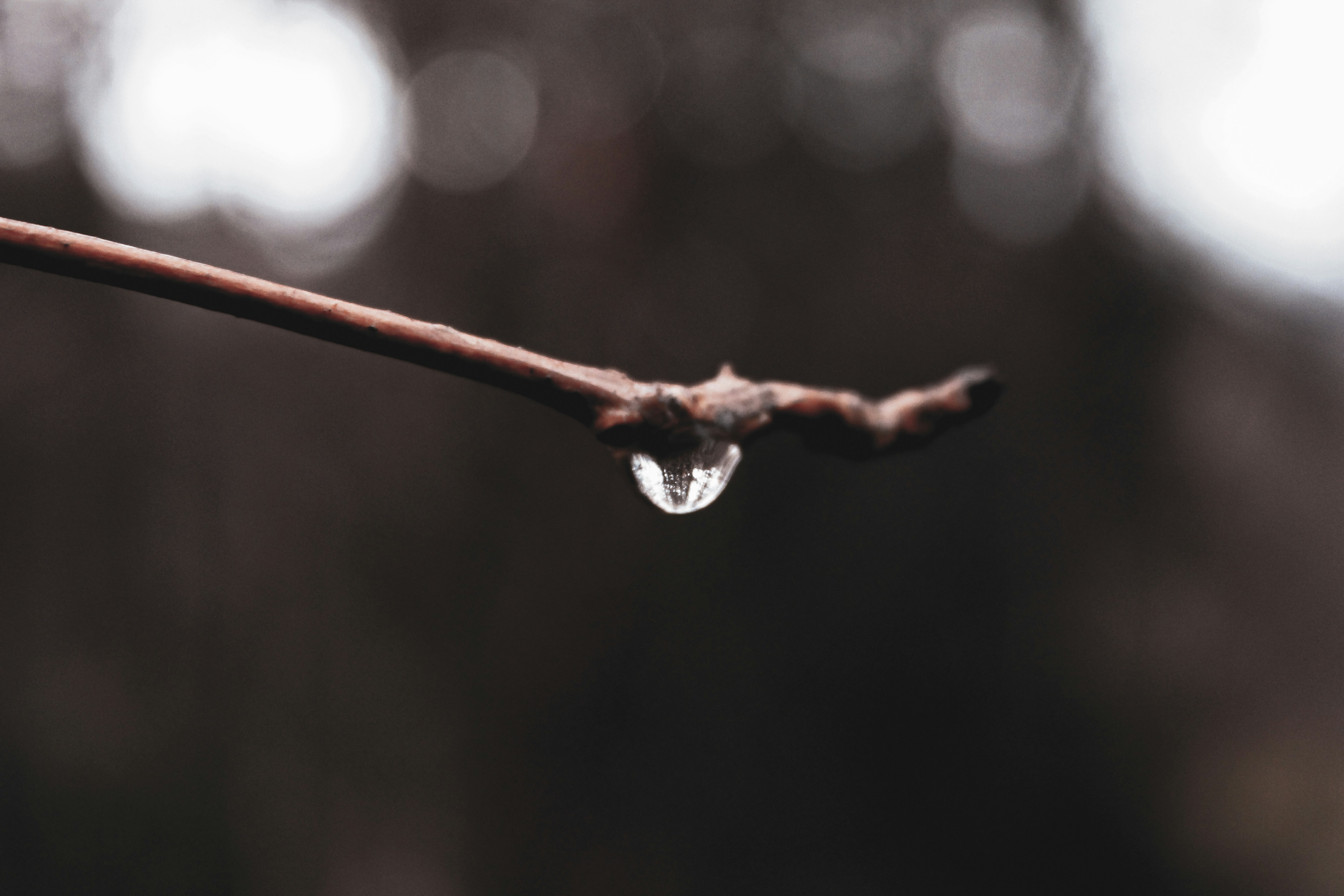 Water droplet suspended from a twig against a blurred background, highlighting the delicate beauty of nature.