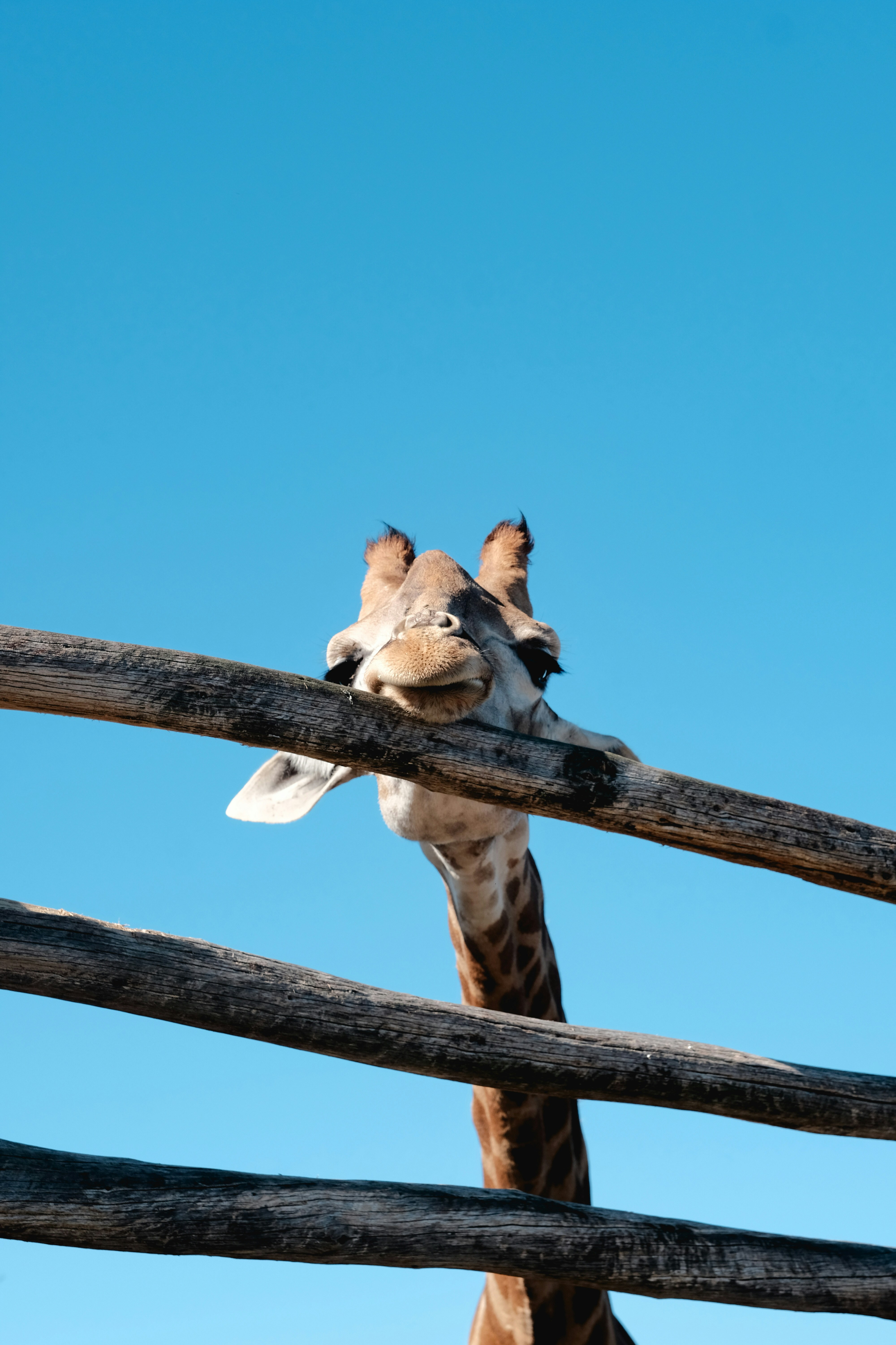 Giraffe peering over a rustic wooden fence against a clear blue sky.