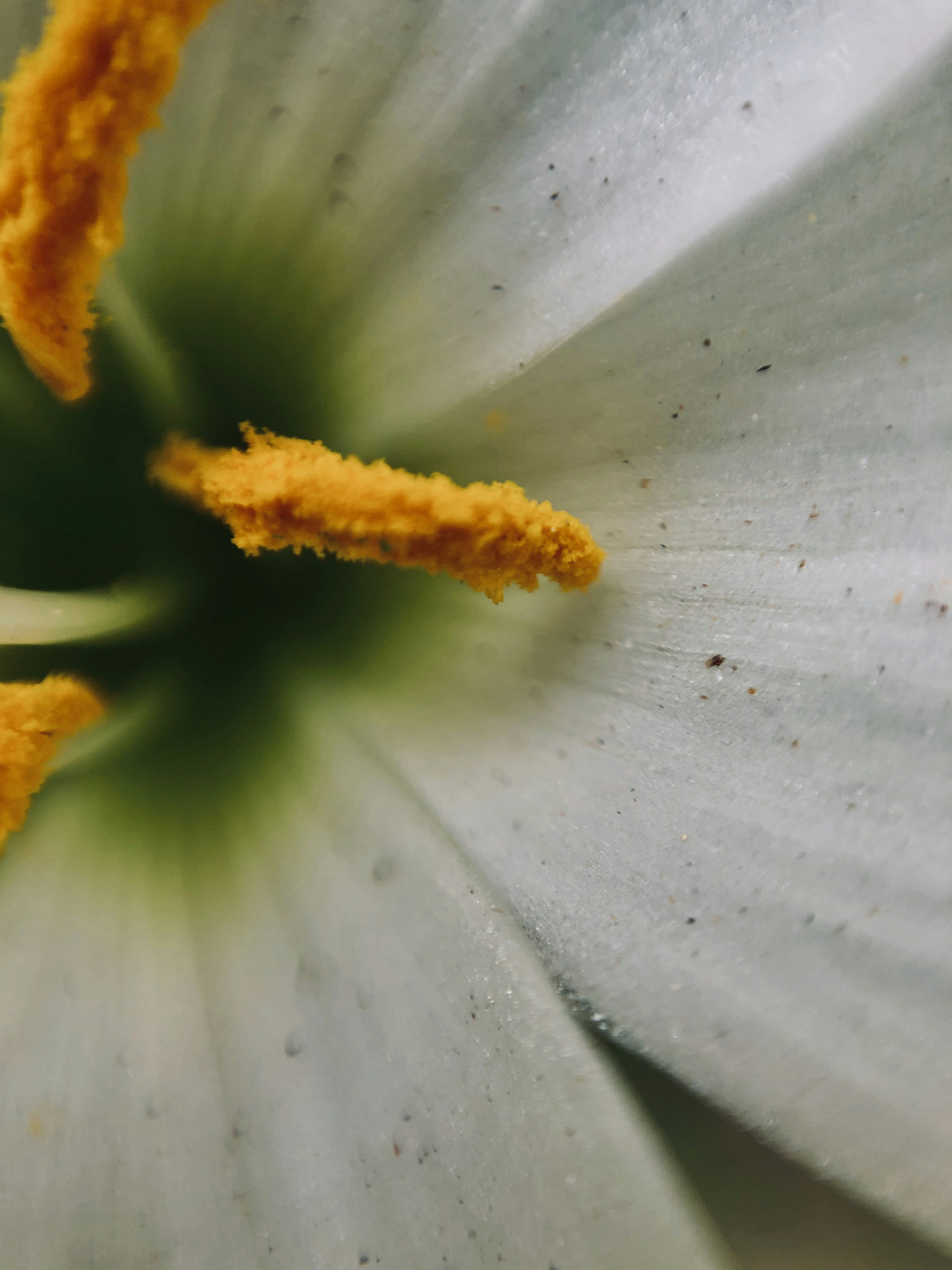 Golden Pollen Stalks in a Petal Nook