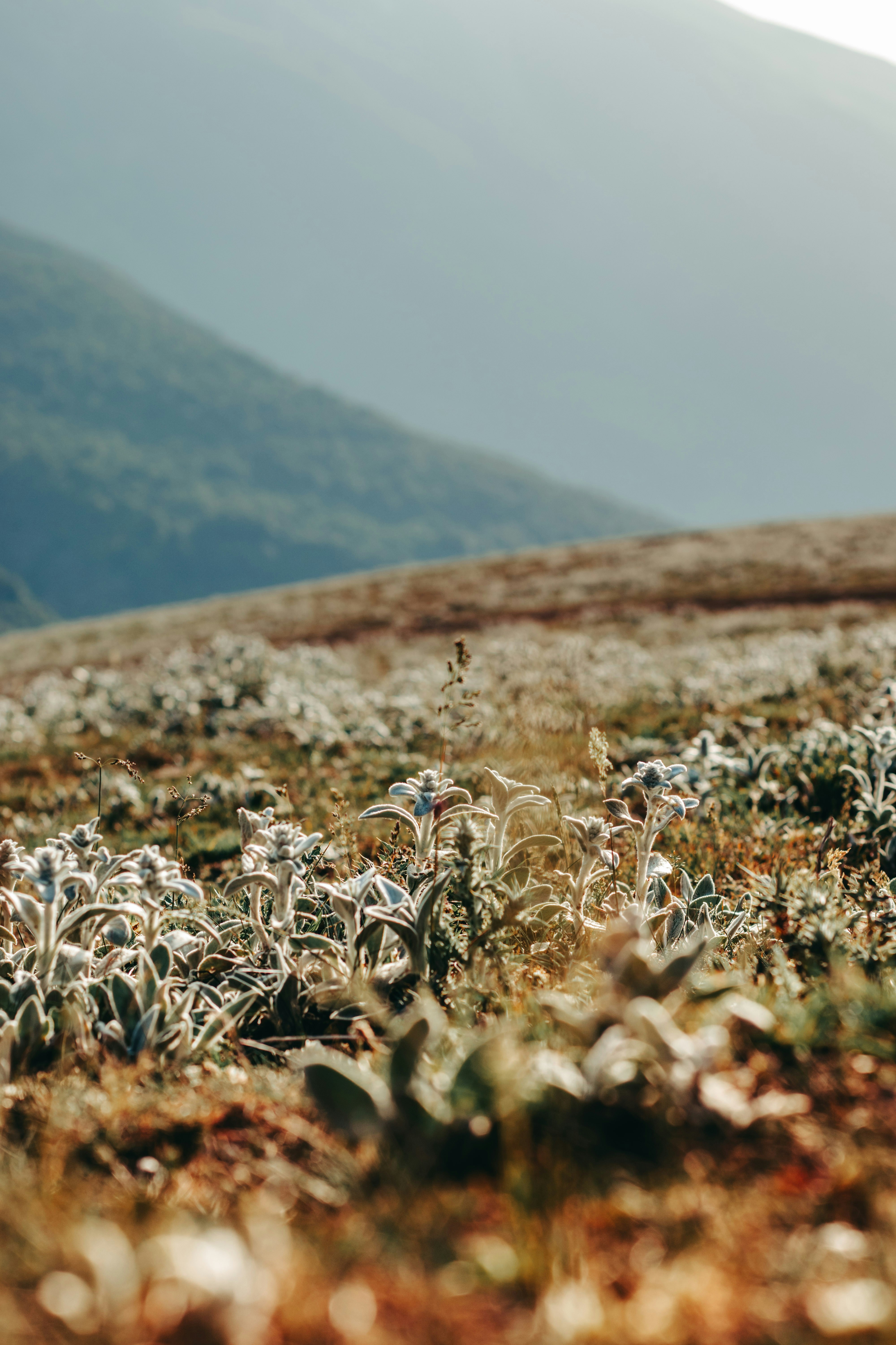Frosted Meadow at the Foot of Misty Peaks