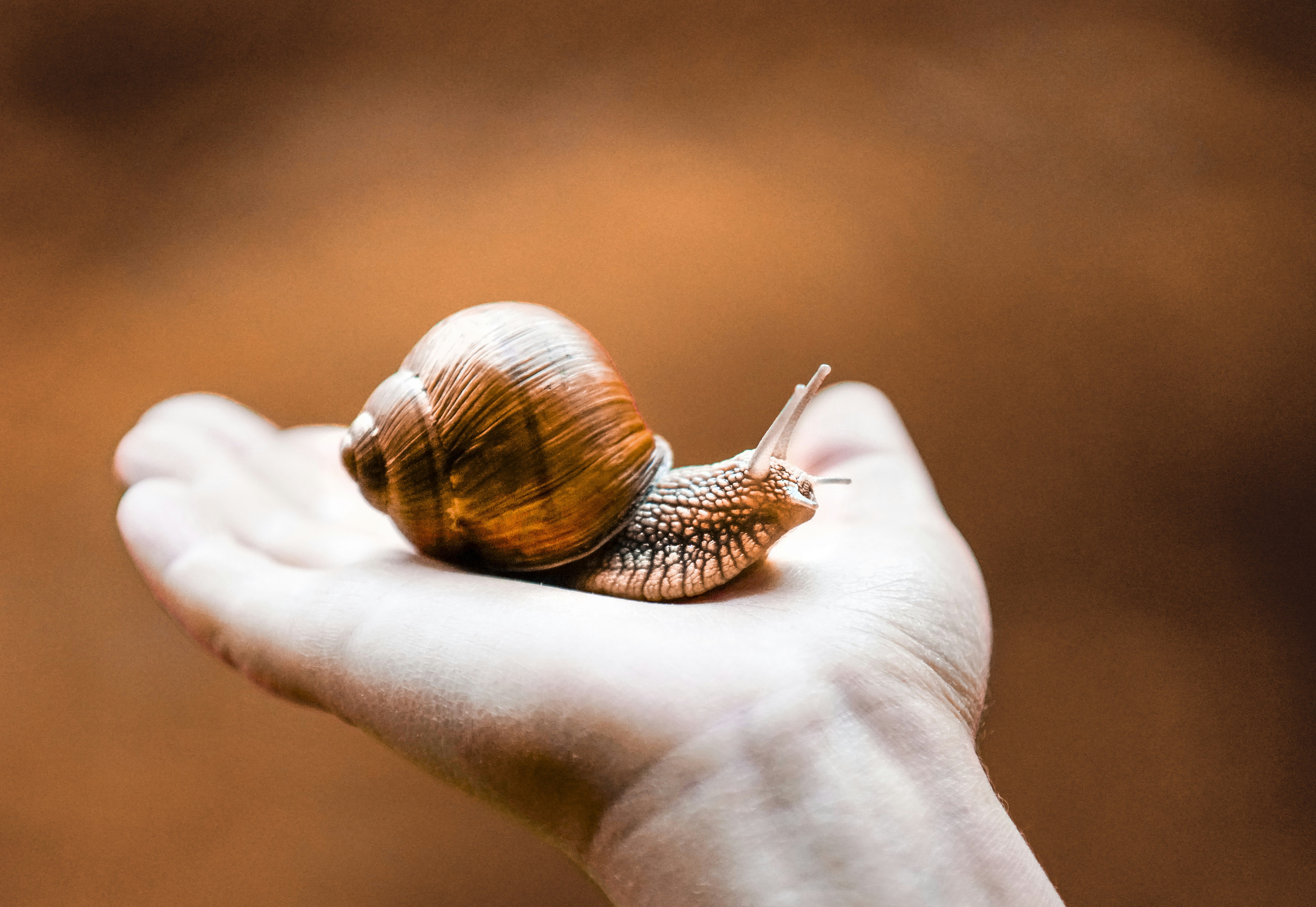 A snail gracefully rests on an outstretched hand, showcasing its intricate shell against a warm, blurred background.