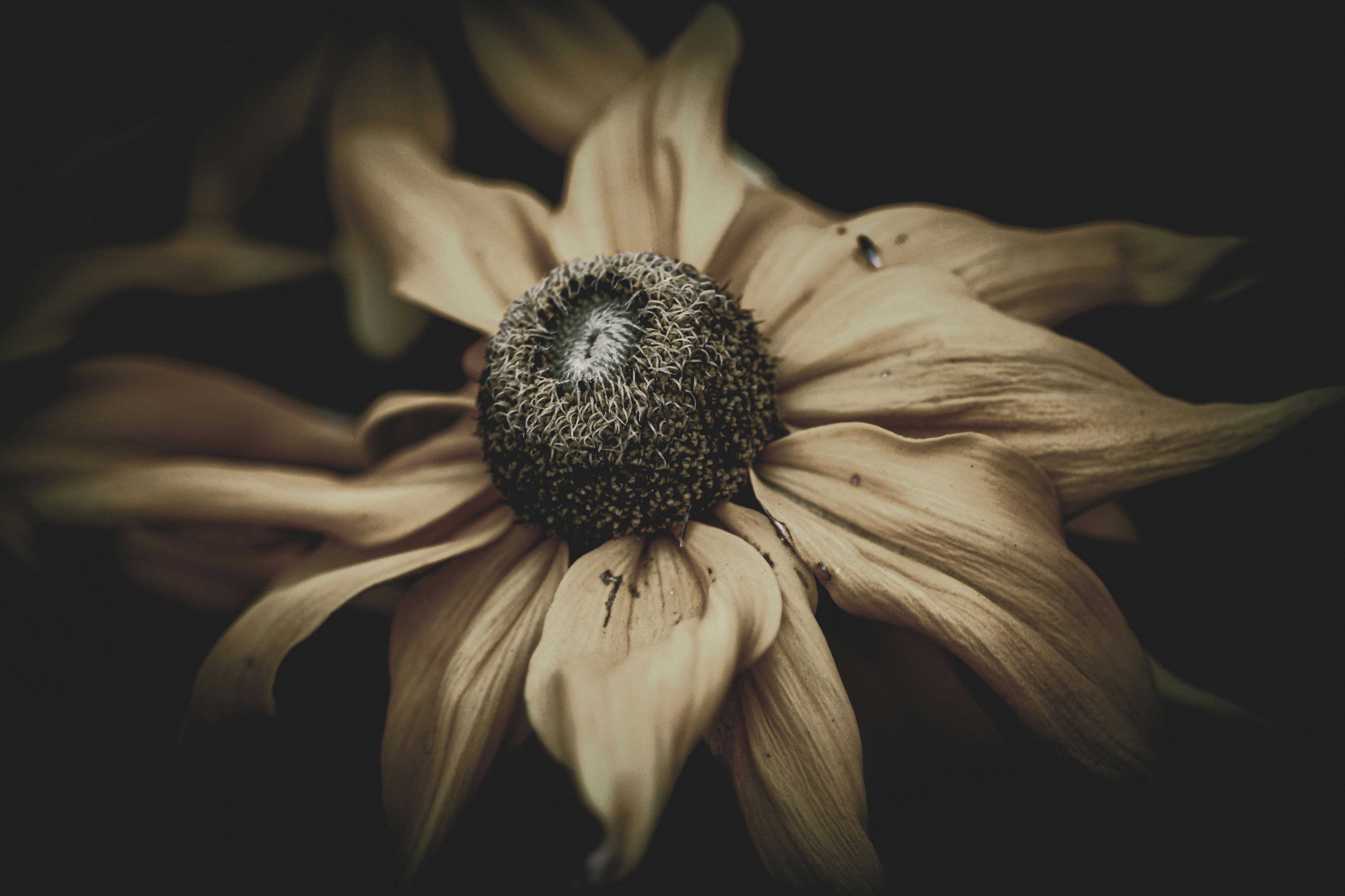 Abyssal Sepia: The Quiet Heart of a Withered Bloom