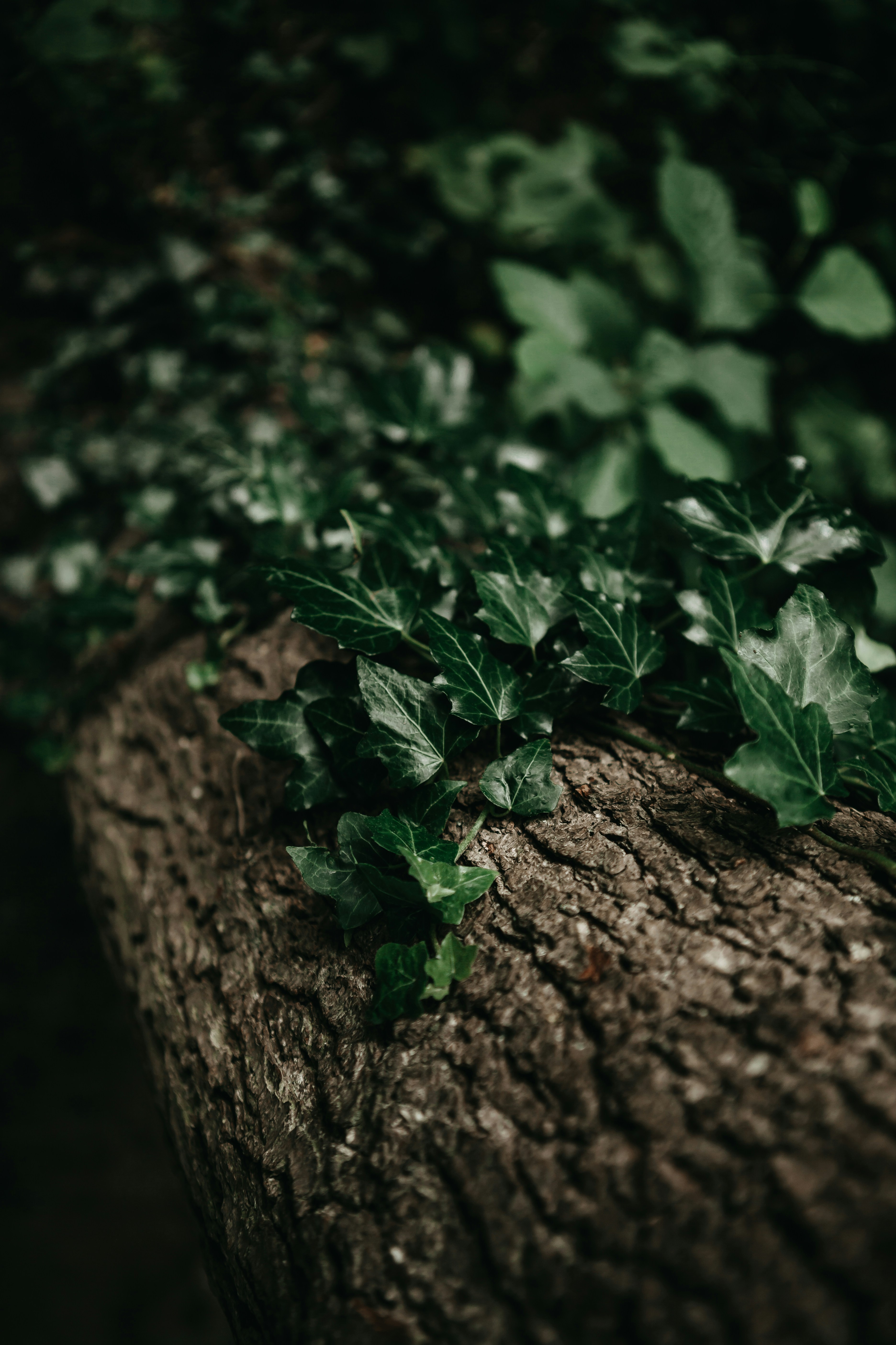 Ivy Crowning the Crown of Bark