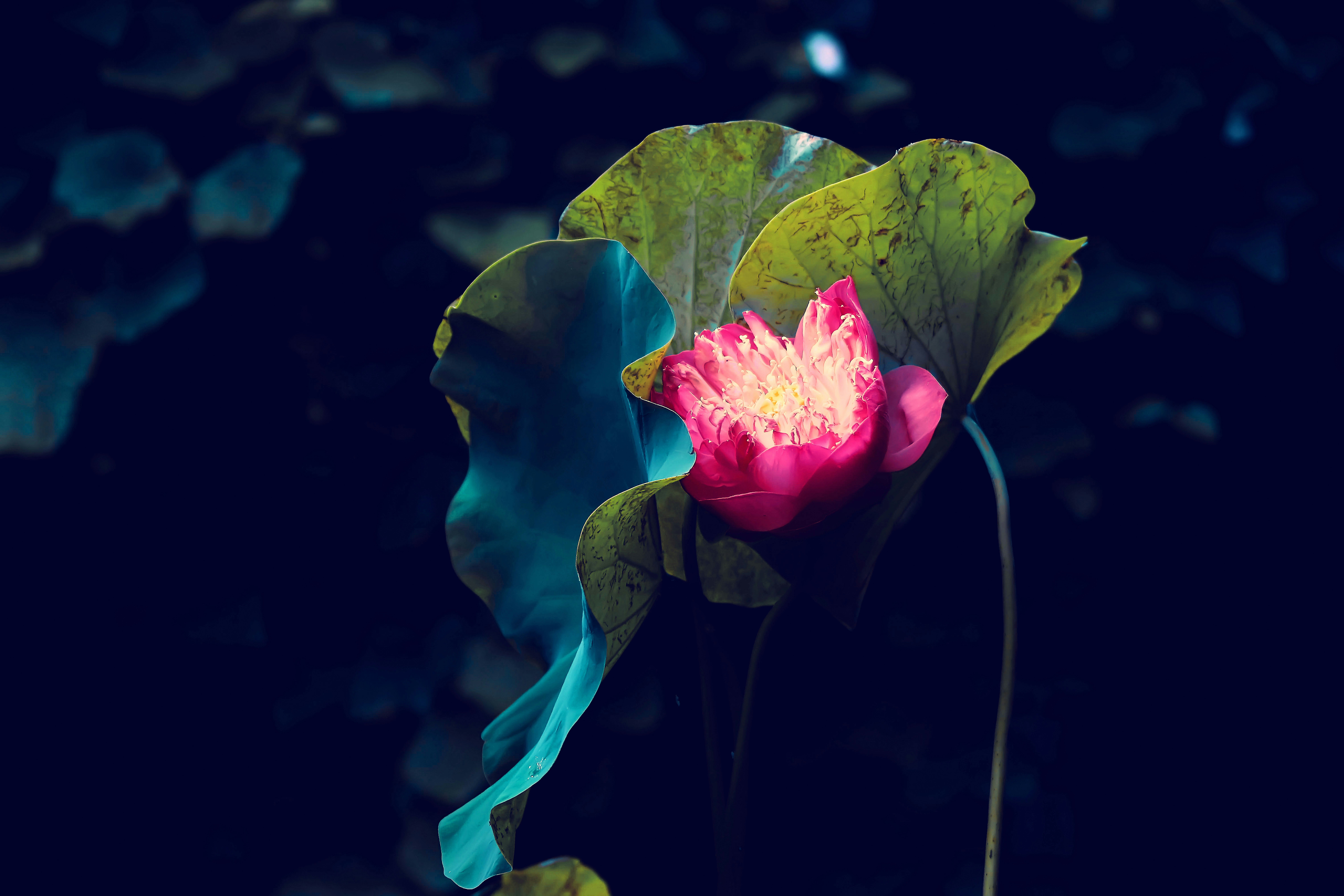 Teal Ribbon Cradle: A Pink Bloom in Velvet Darkness