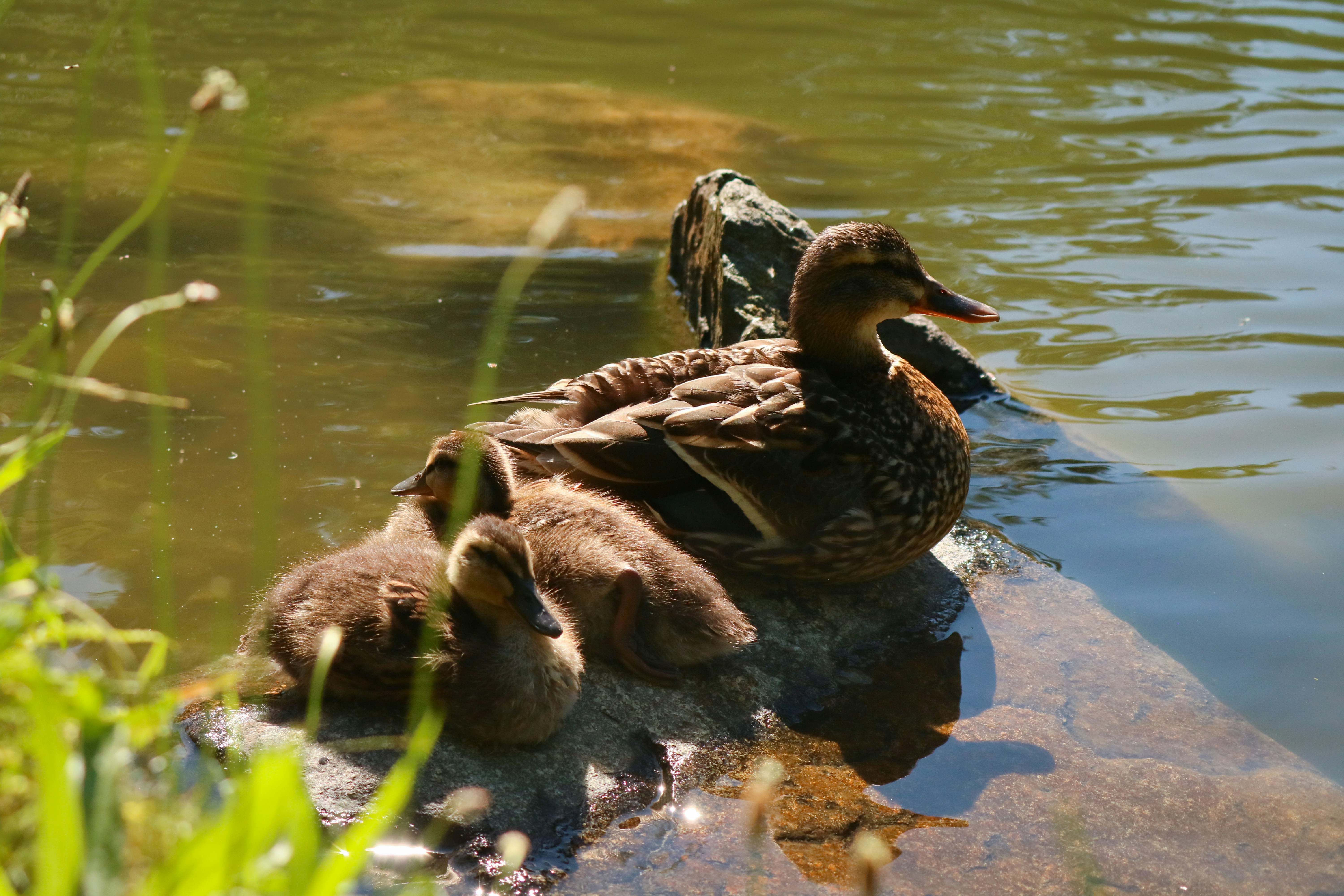 Female duck resting on a rock with her ducklings nestled close beside her. The tranquil water reflects the surrounding greenery.