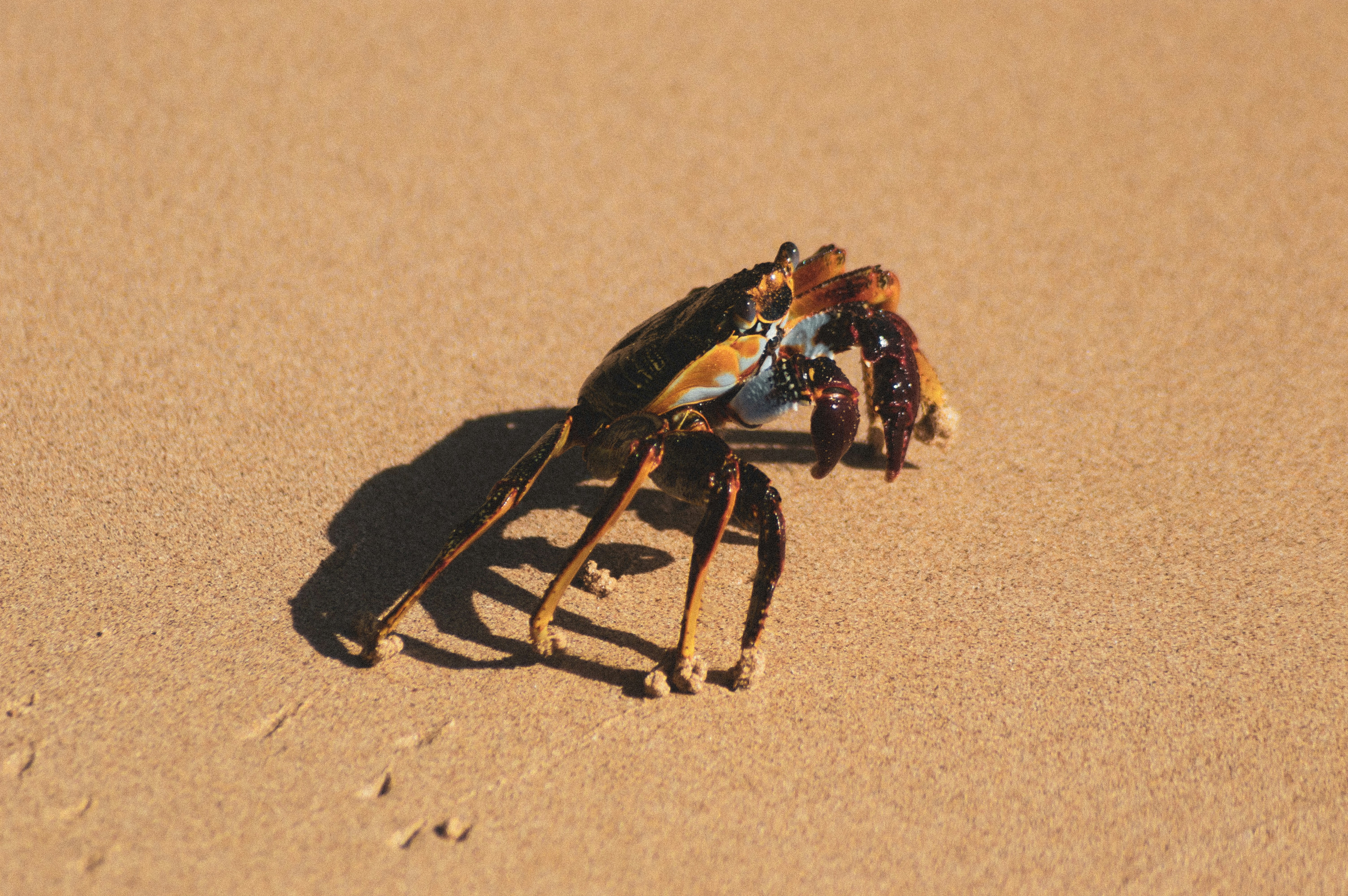 A crab scuttles across a sandy surface, showcasing its intricate details and vibrant colors under natural light.