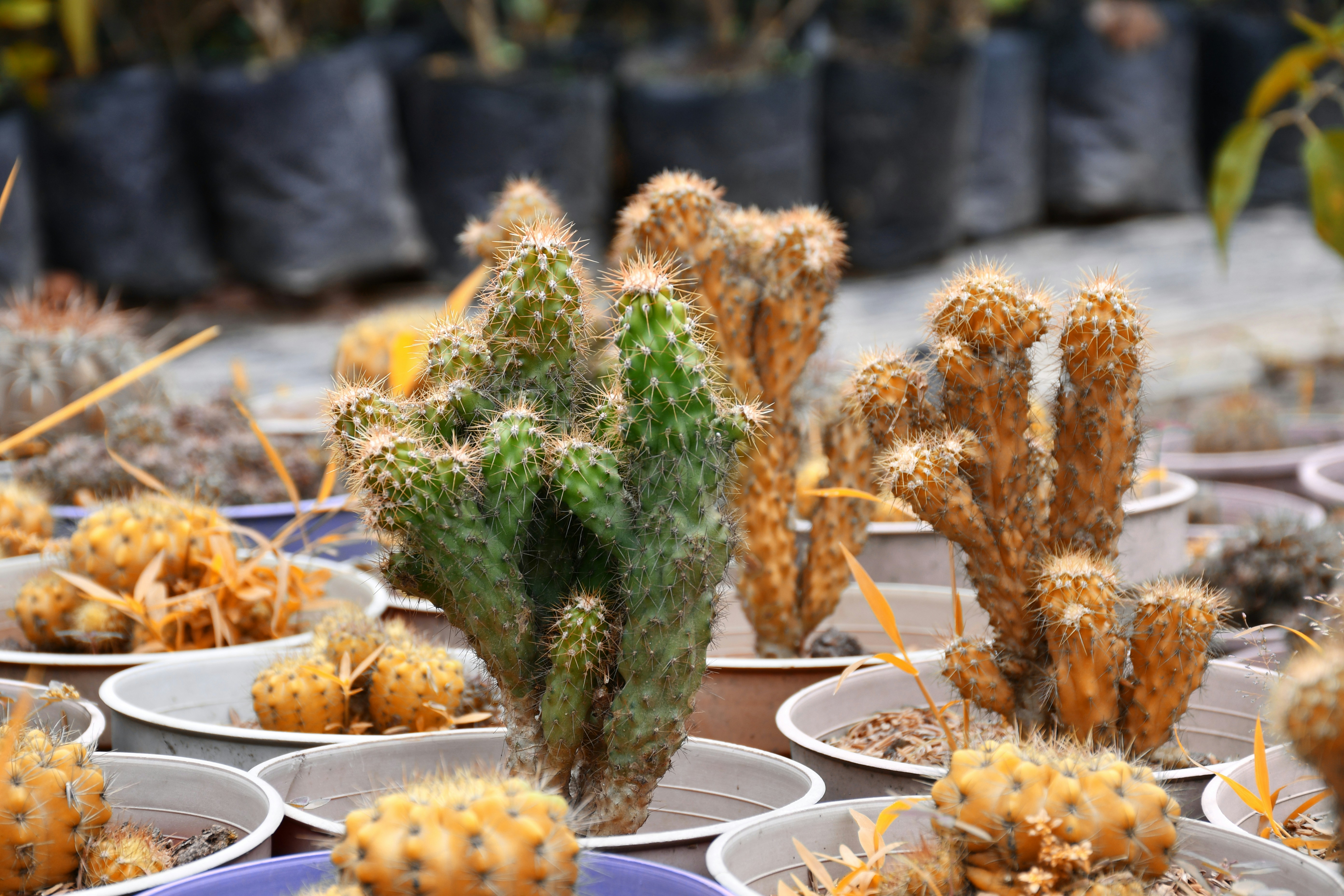 green cactus plant on white ceramic plate