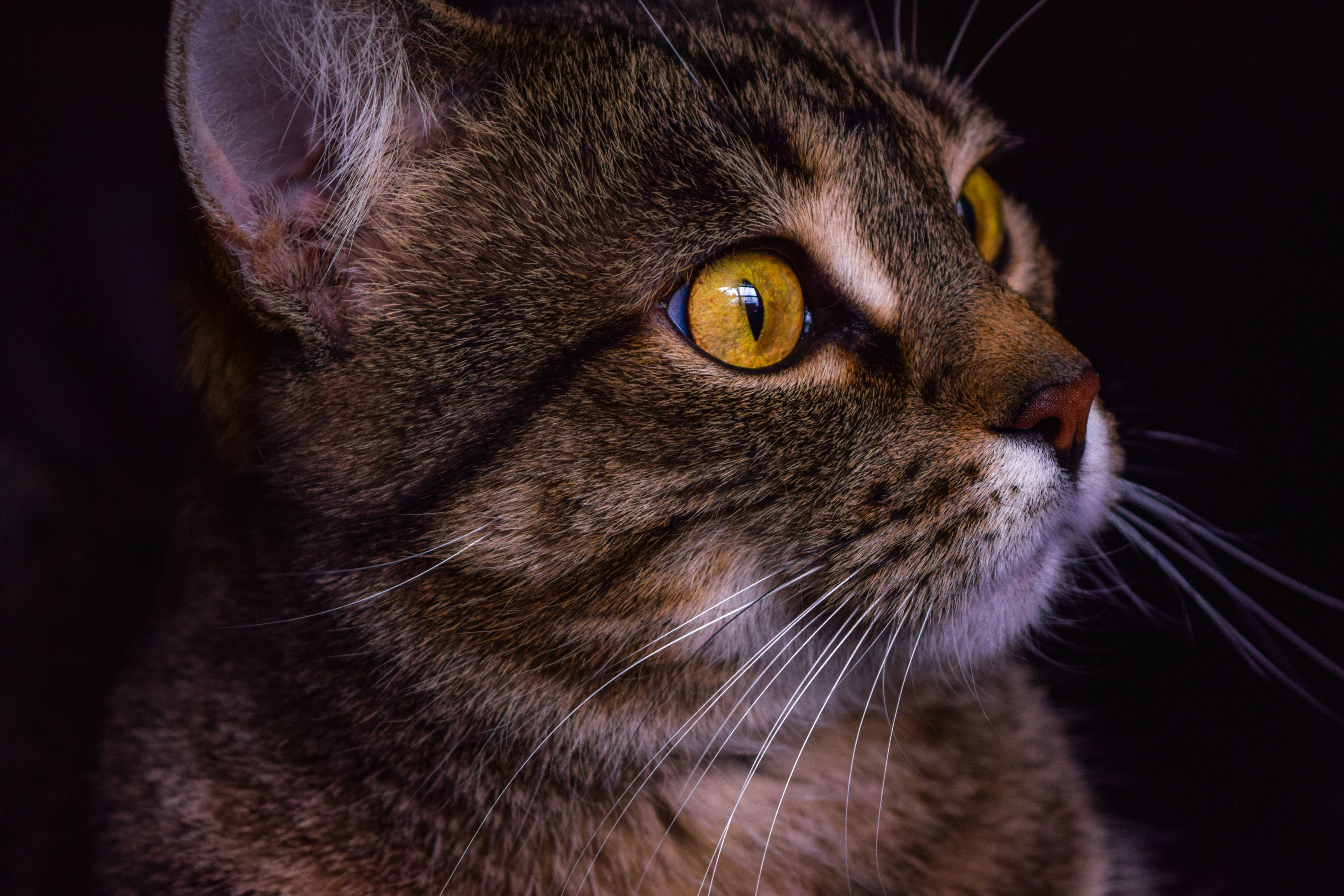 Brown Tabby Cat With Amber Eyes