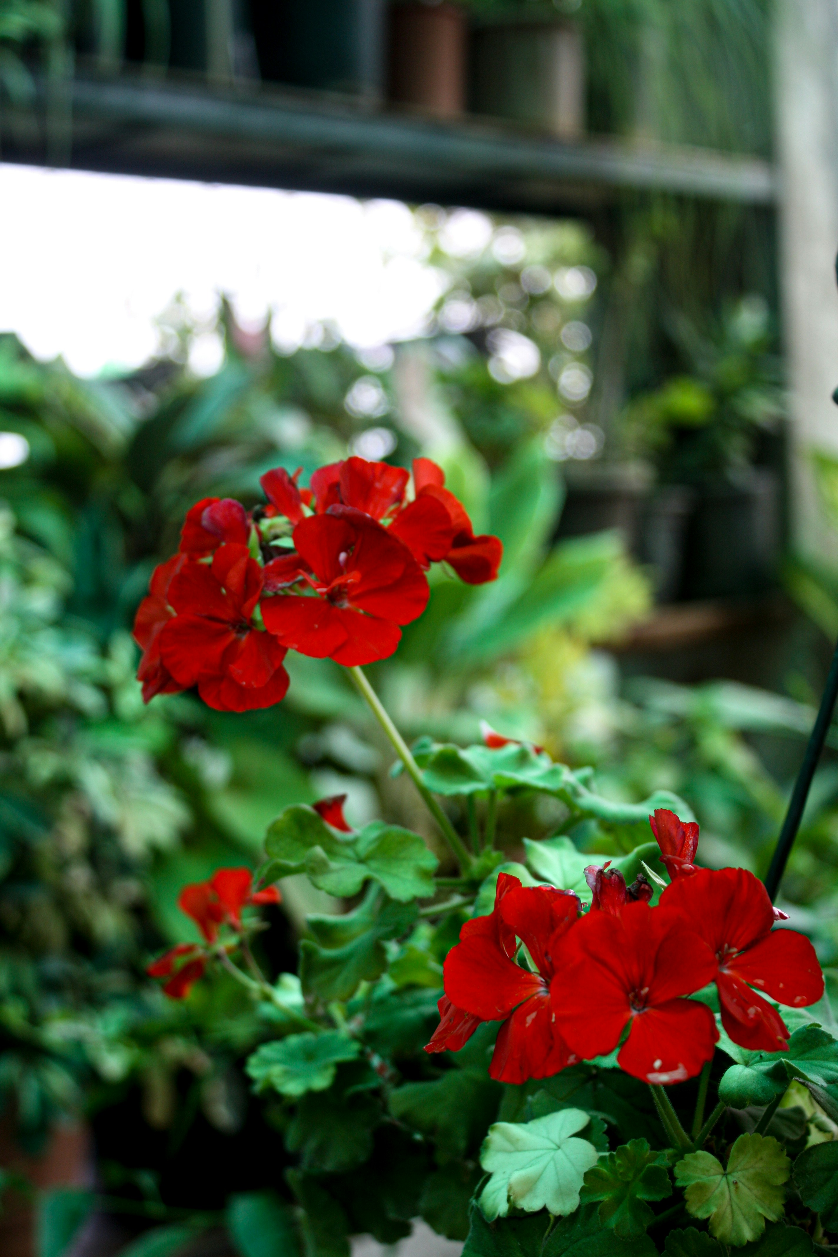 Crimson Geraniums: Quiet Balcony Garden in Bloom