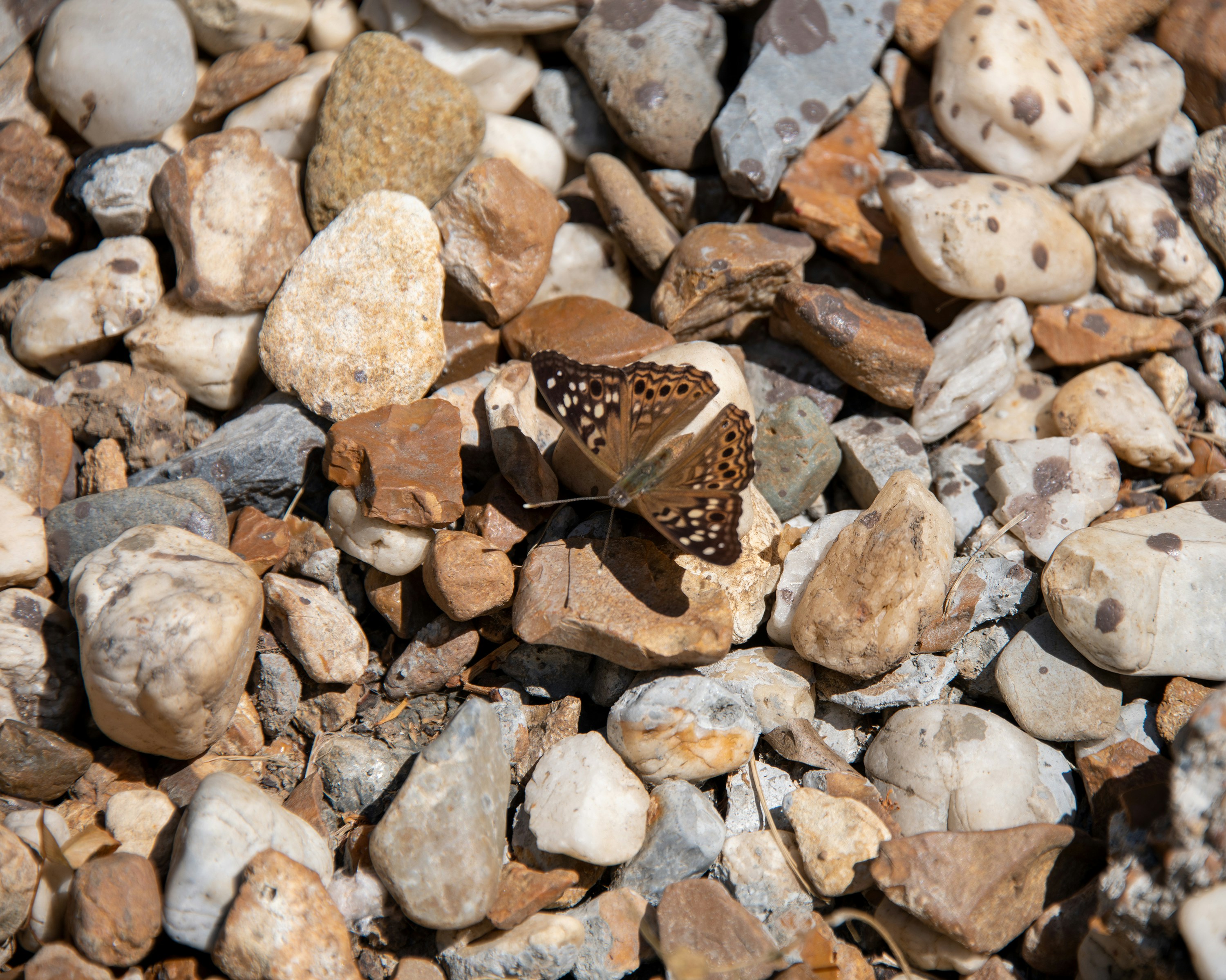 Butterfly with wings spread open landing on small rocks.