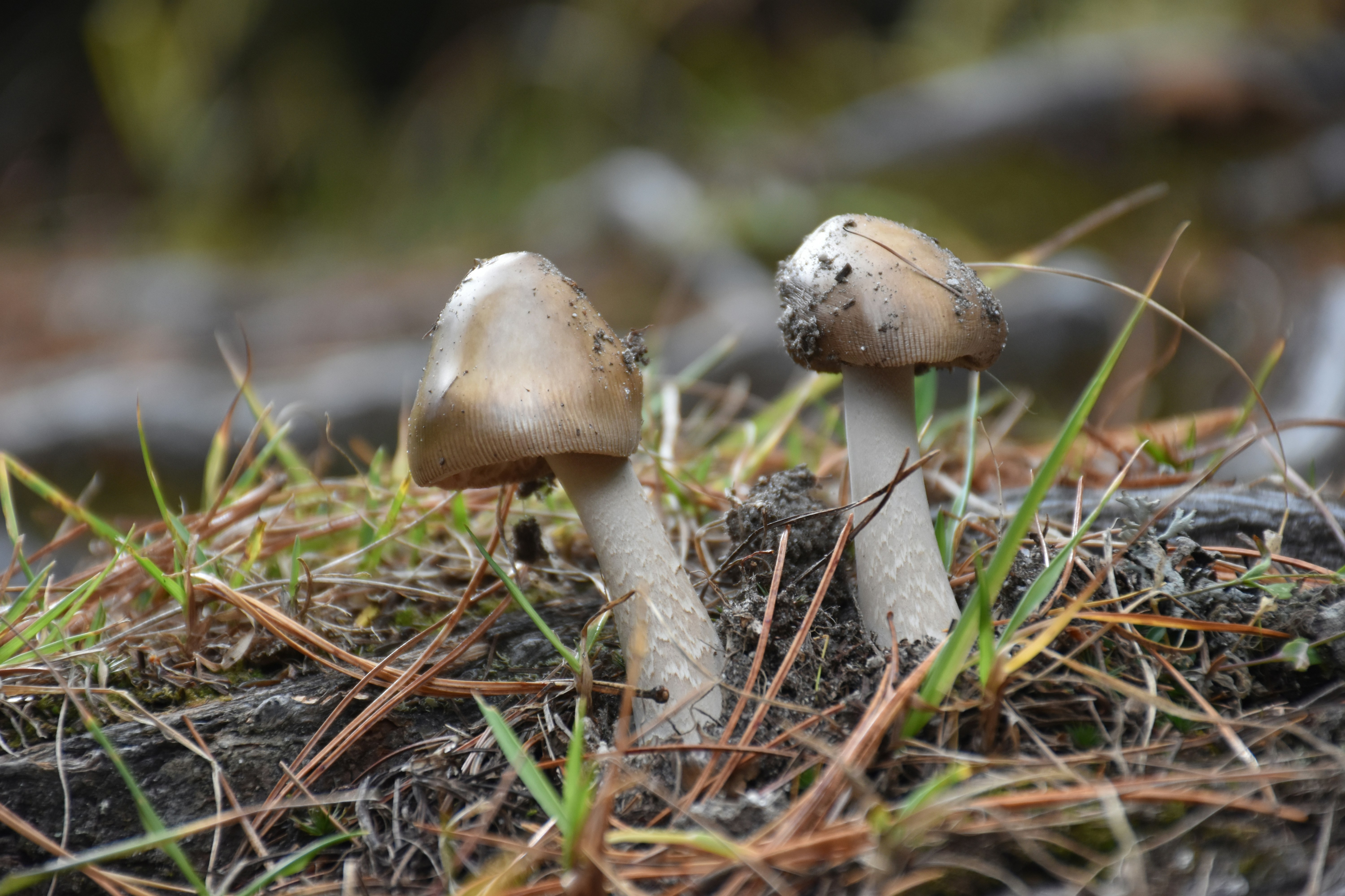 Twin Forest Mushrooms Rise from a Pine Needle Carpet