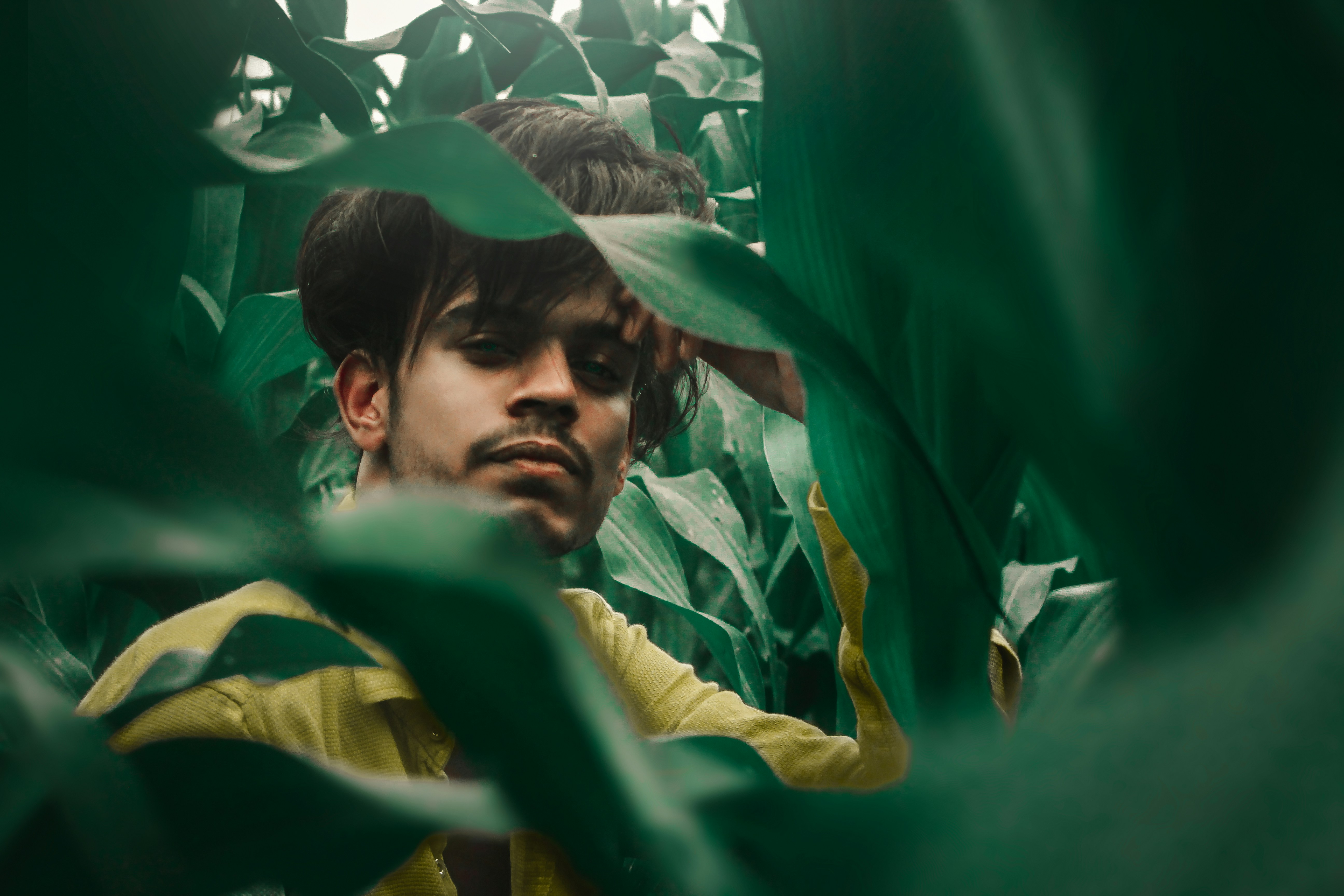 Hidden Gaze Among the Leaves