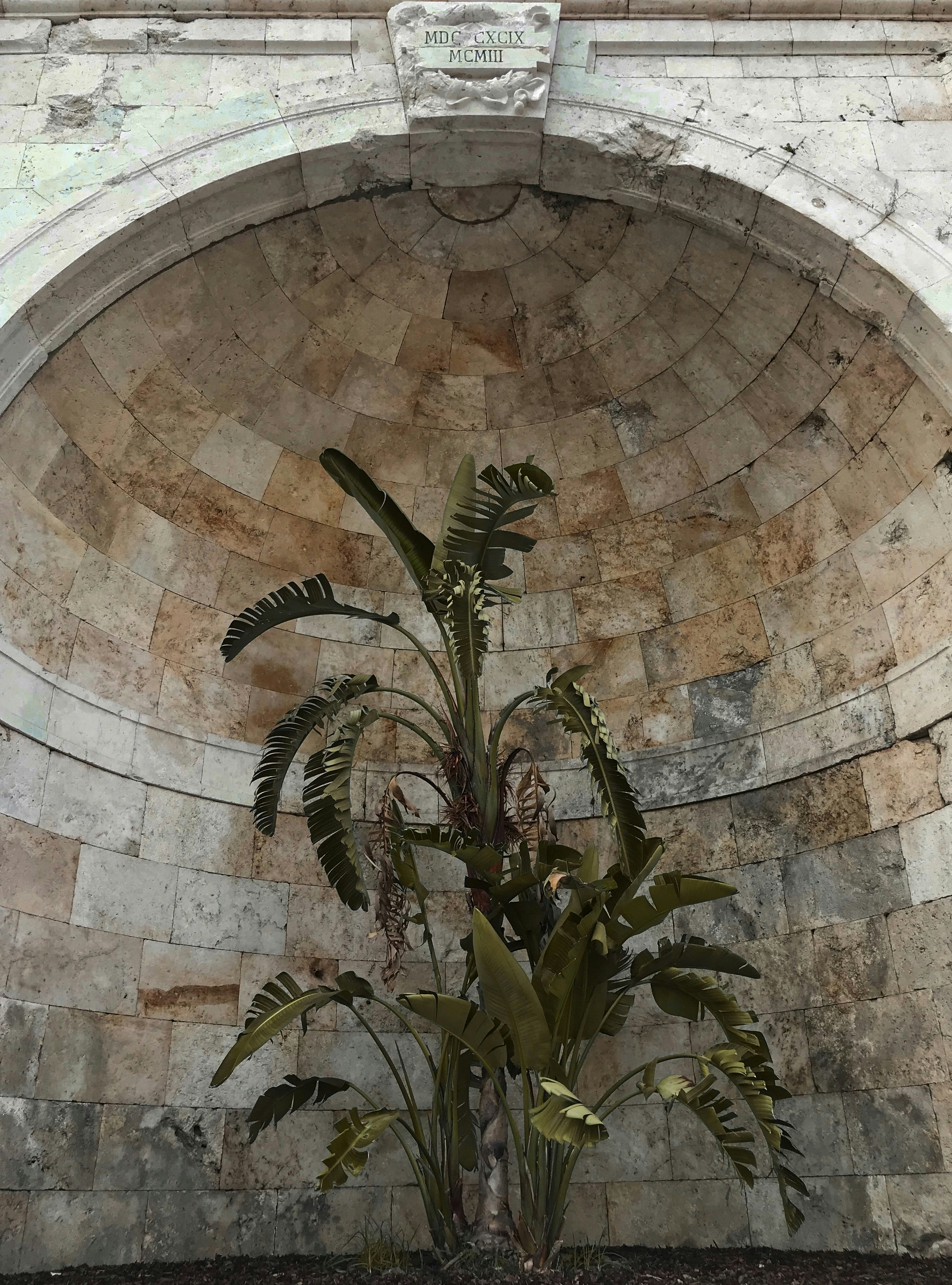 A lush green plant stands resiliently within a weathered stone archway, showcasing the contrast between nature and architecture.