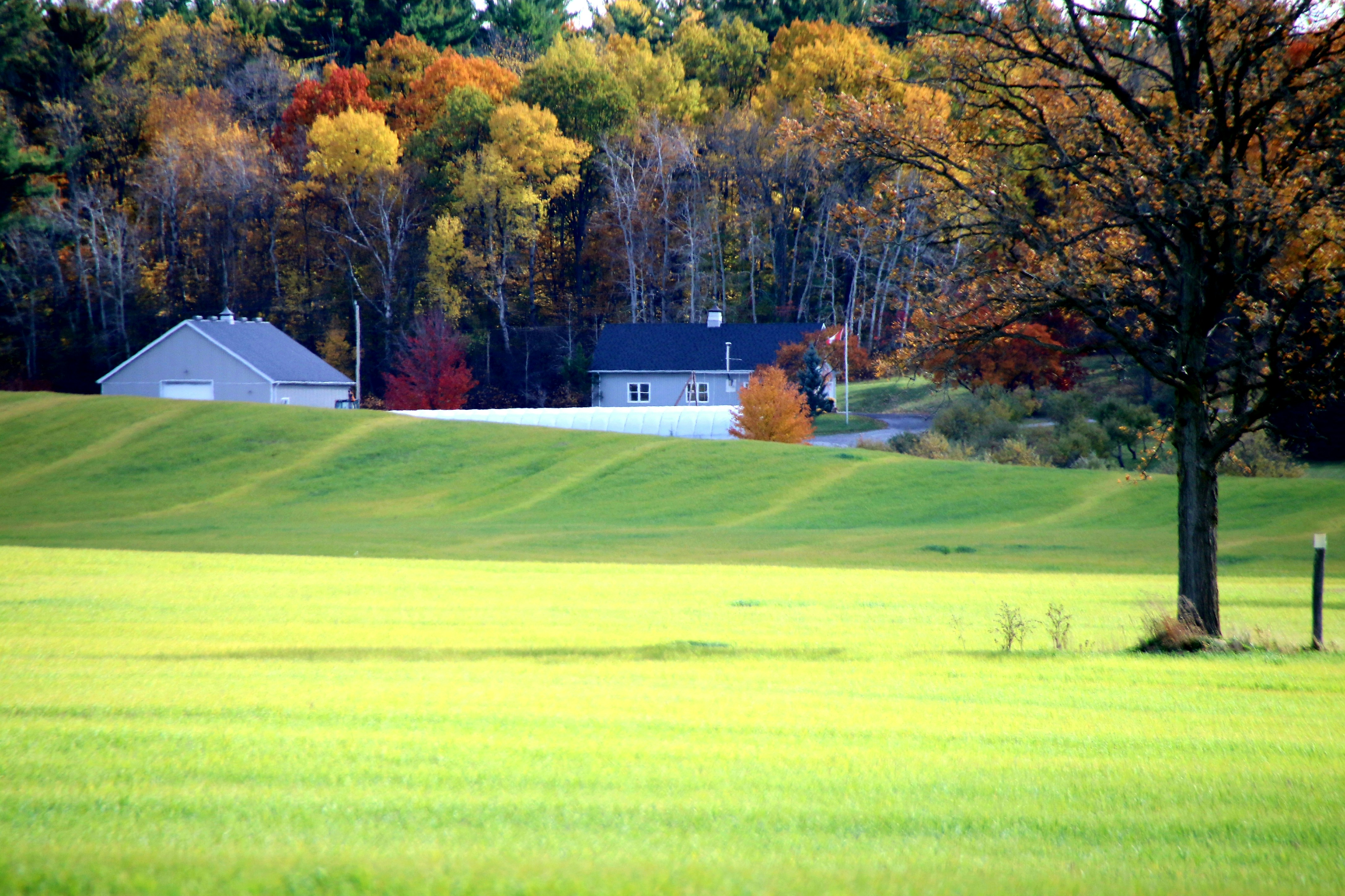 A tranquil rural landscape showcasing rolling green hills and a backdrop of vibrant autumn foliage, with two houses nestled among the trees.