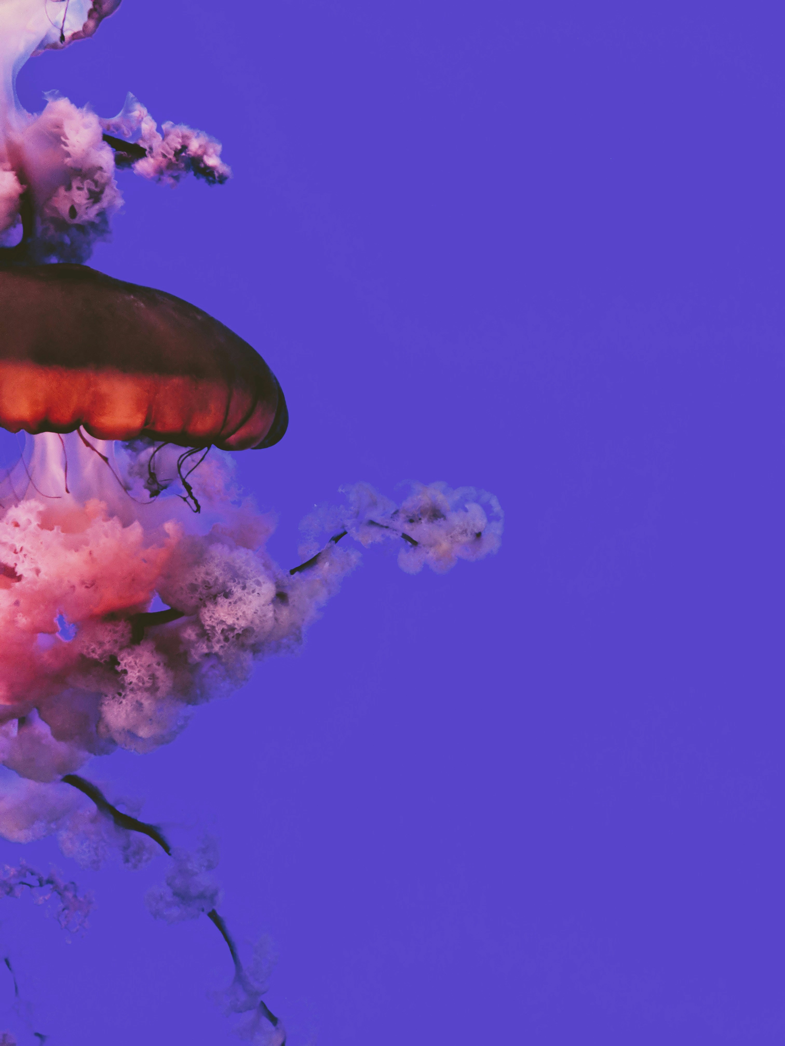 A vibrant jellyfish gracefully suspended in a sea of colorful tendrils against a striking purple backdrop.