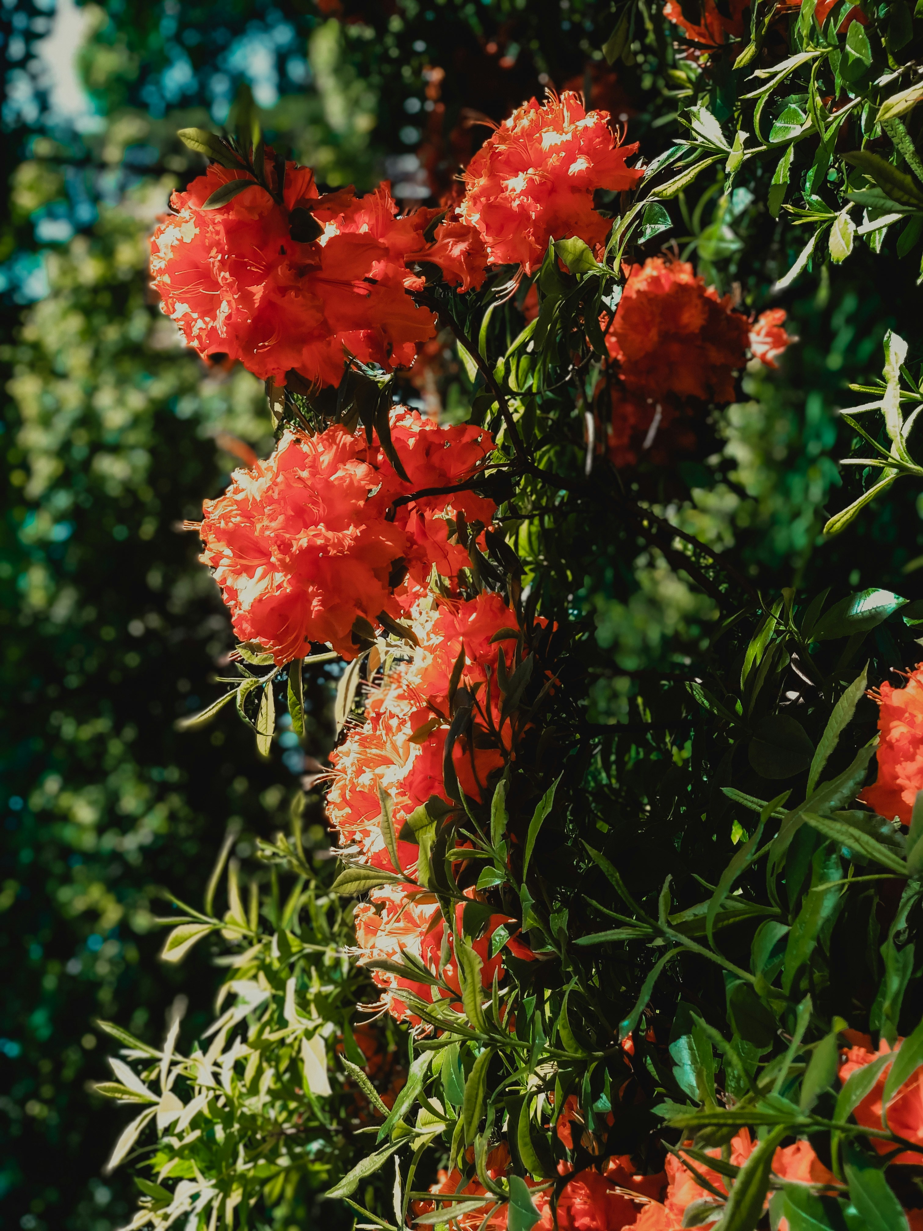 Bright orange flowers cascading from a leafy branch, set against a blurred green backdrop.