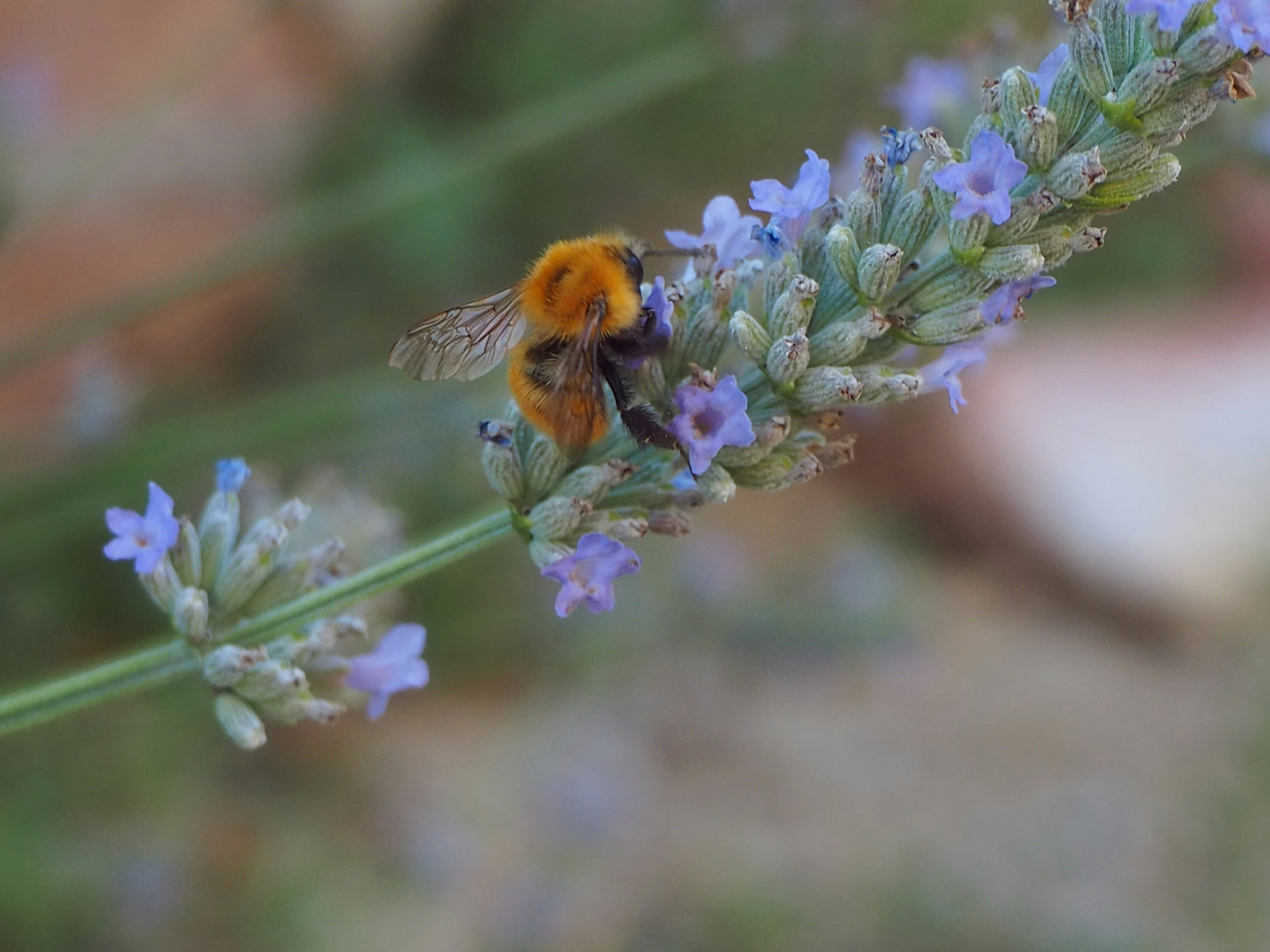 Bee perched on blooming lavender, collecting nectar.