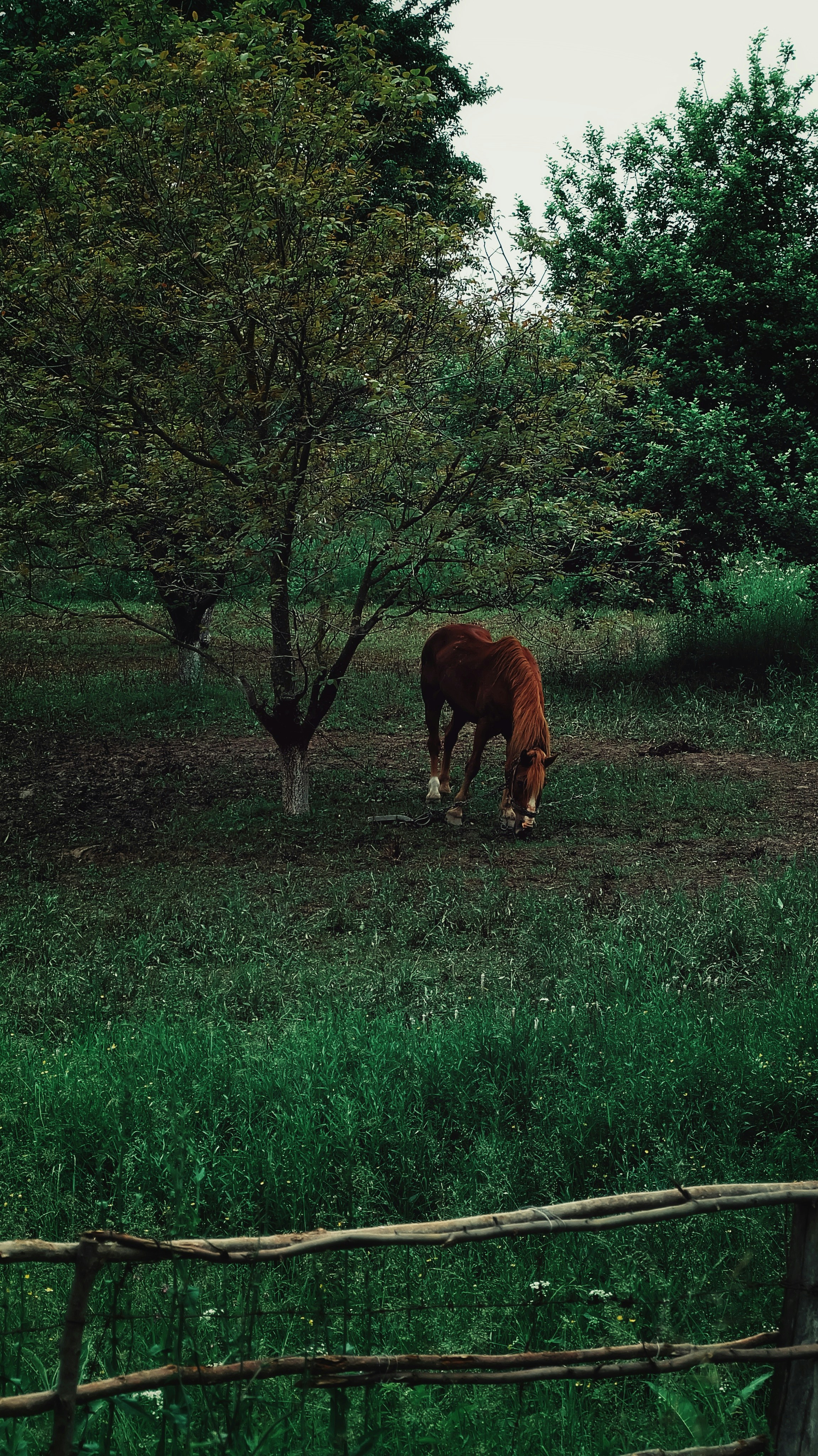 A chestnut horse grazing peacefully in a lush green field, surrounded by trees and a rustic fence.